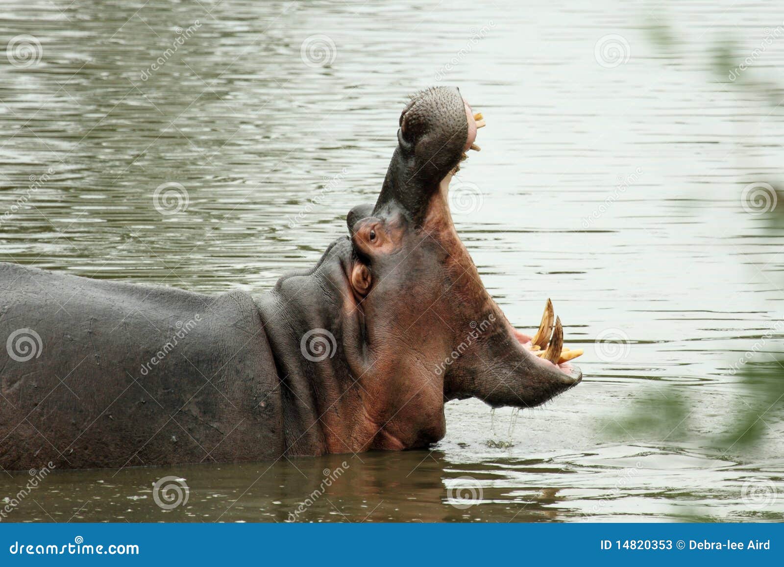 Hippo Yawn stock image. Image of mouth, african, behaviour - 14820353