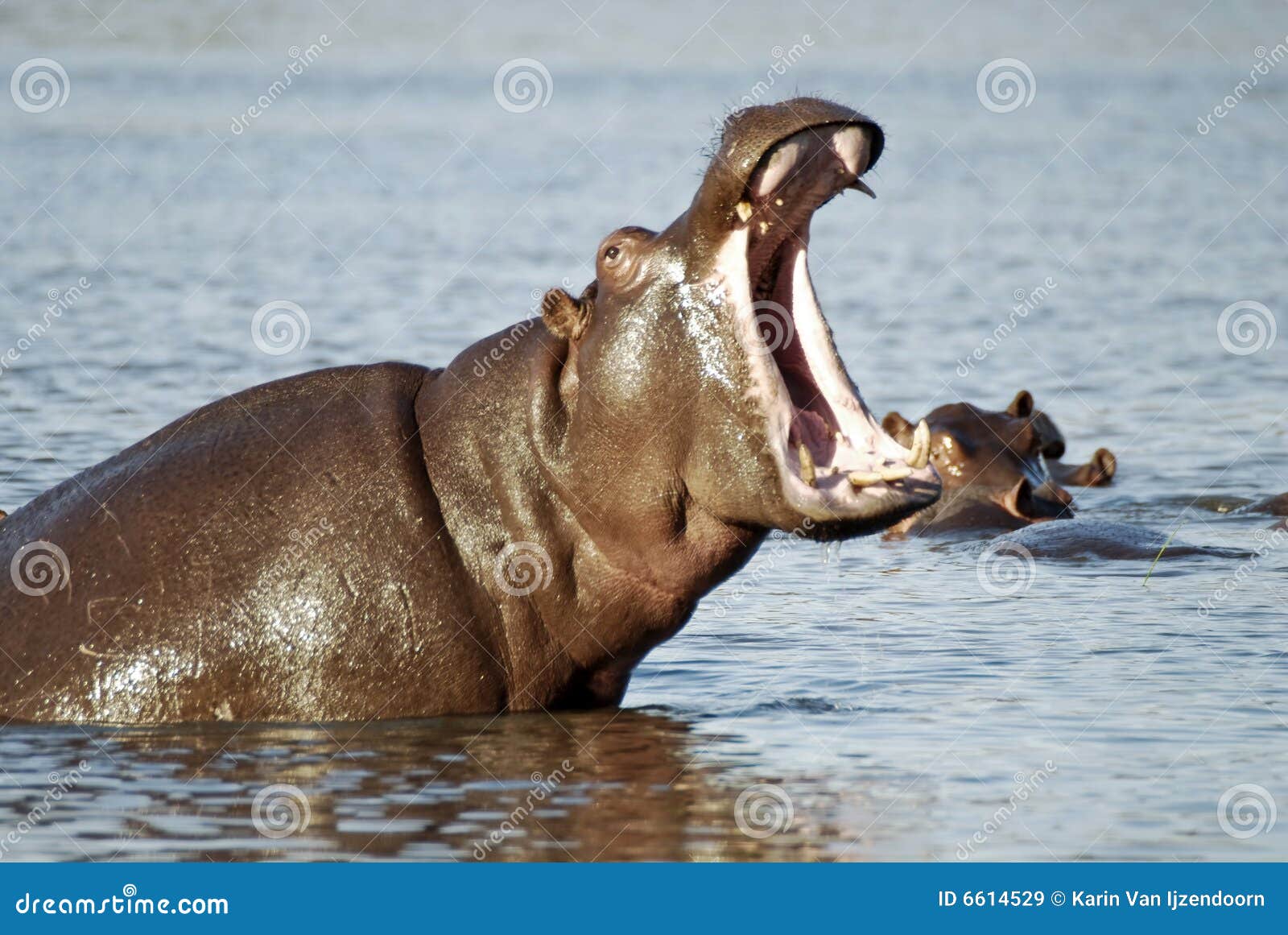 Hippo yawn stock image. Image of wildlife, yawn, herbivore - 6614529