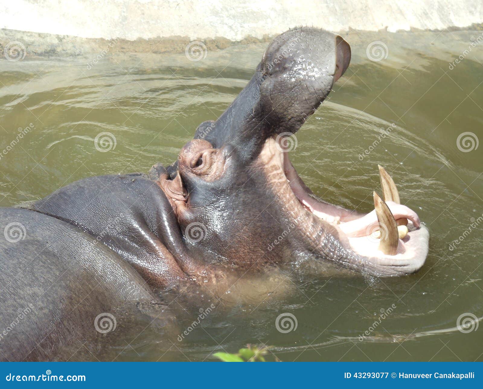 Hippo yawn stock image. Image of attack, water, kill - 43293077