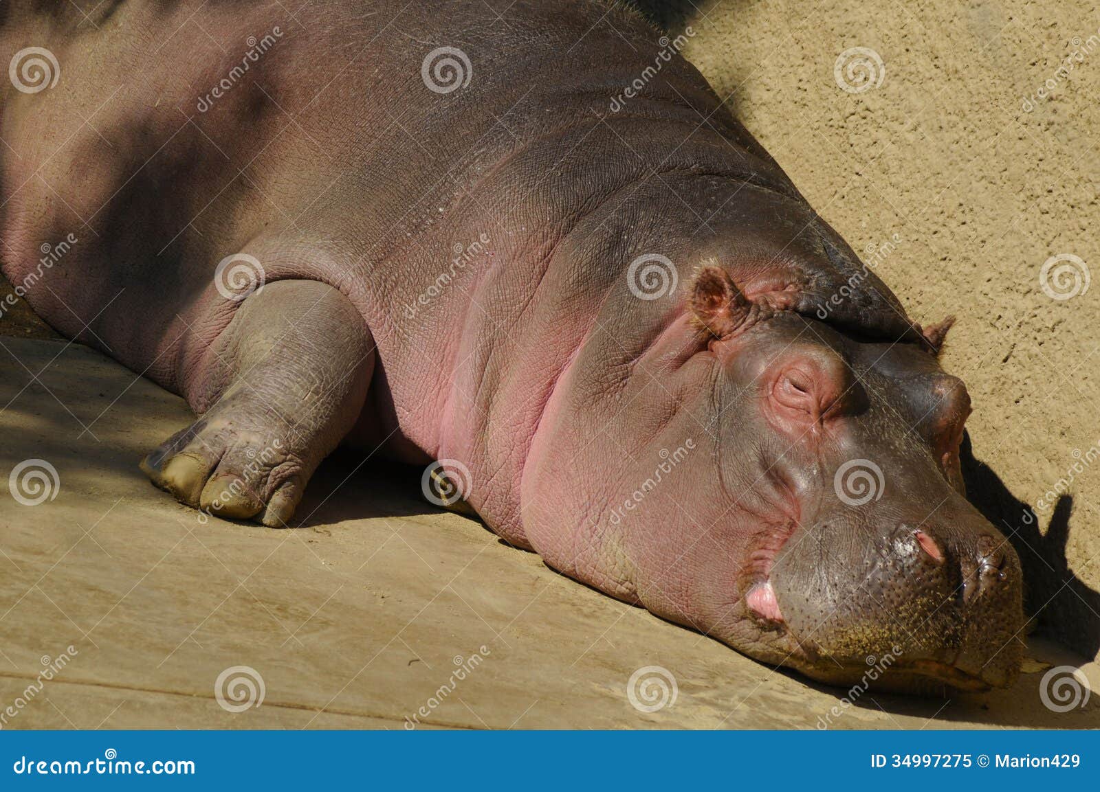 Hippo Foot Stock Photos - Free & Royalty-Free Stock Photos from Dreamstime