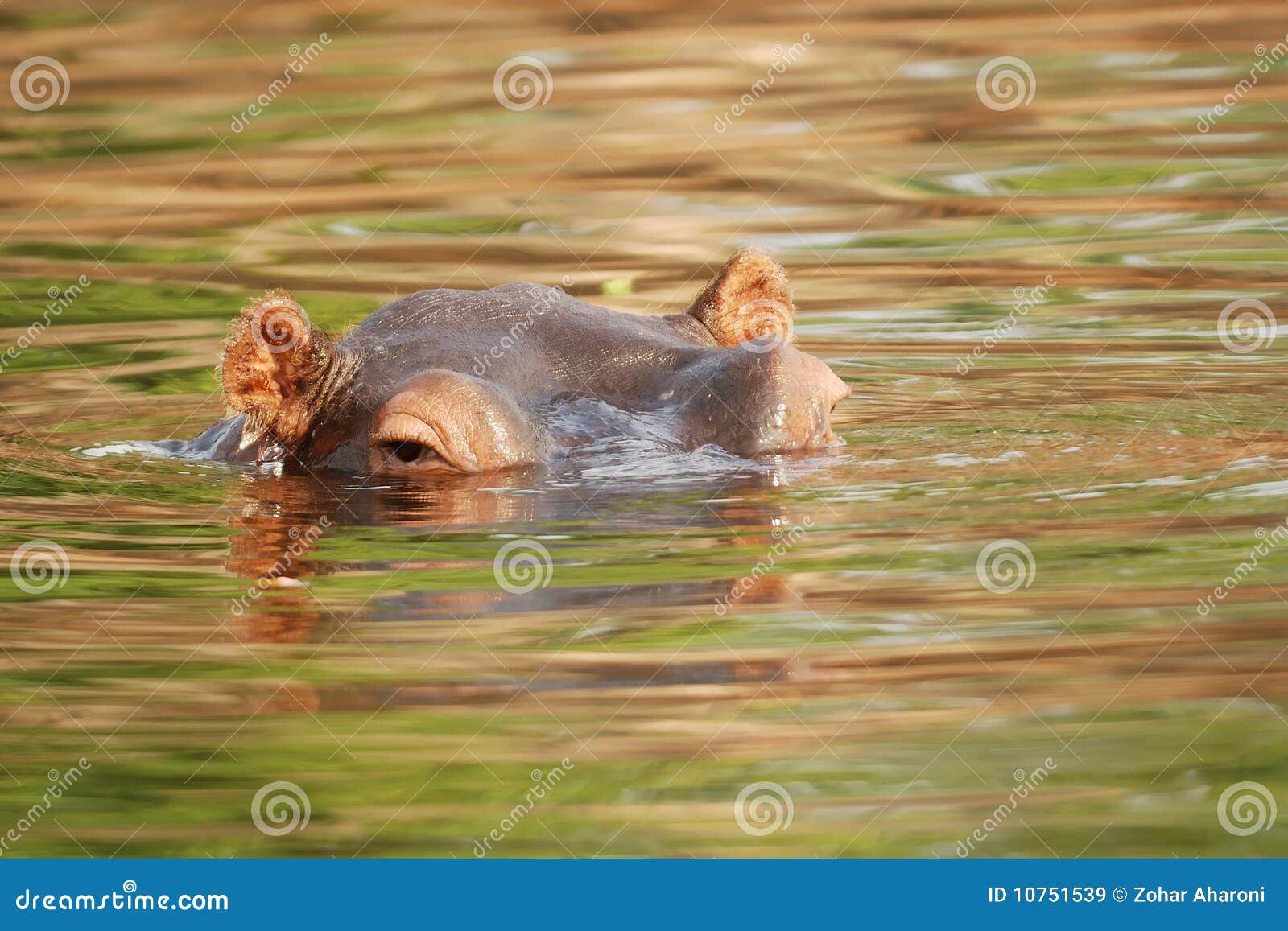 Hippo in the Zambezi river stock image. Image of africa - 10751539
