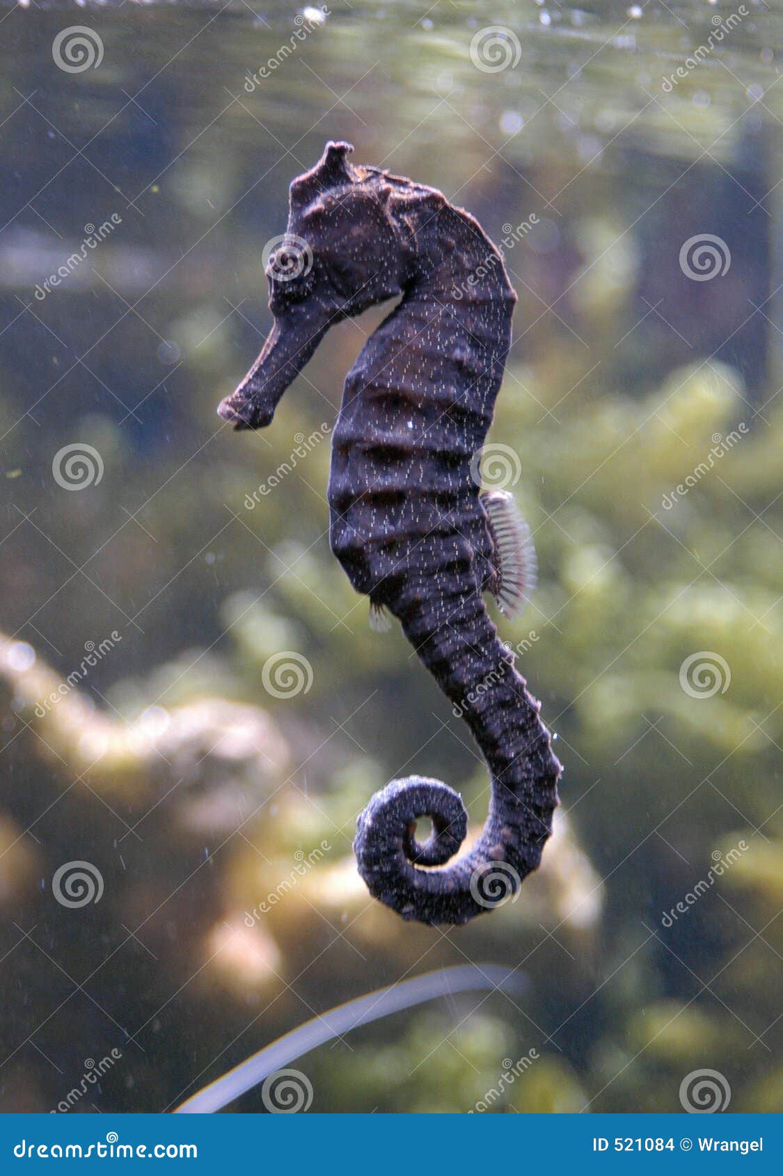 Hippocampe photo stock. Image du cheval, hippocampe, piqué - 521084