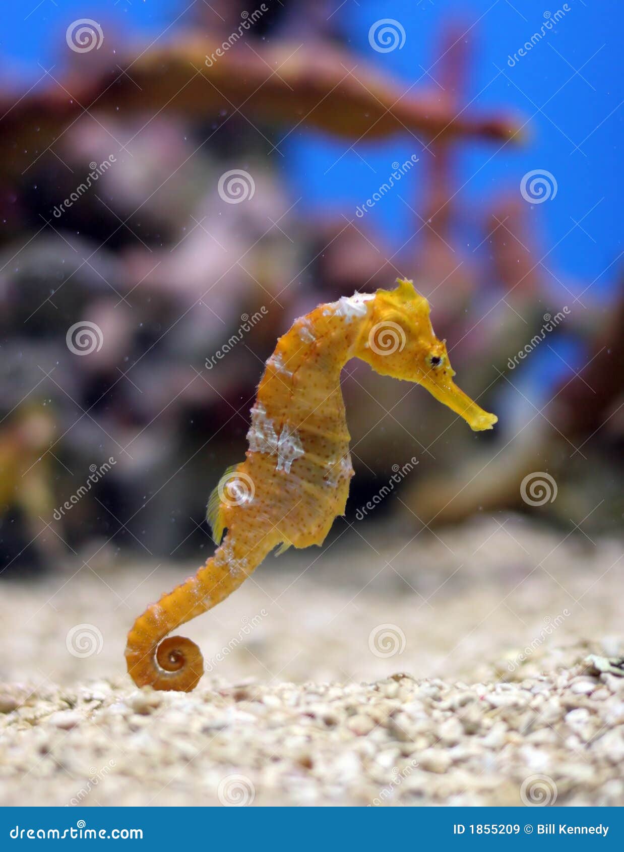 Hippocampe orange image stock. Image du roche, pierre - 1855209