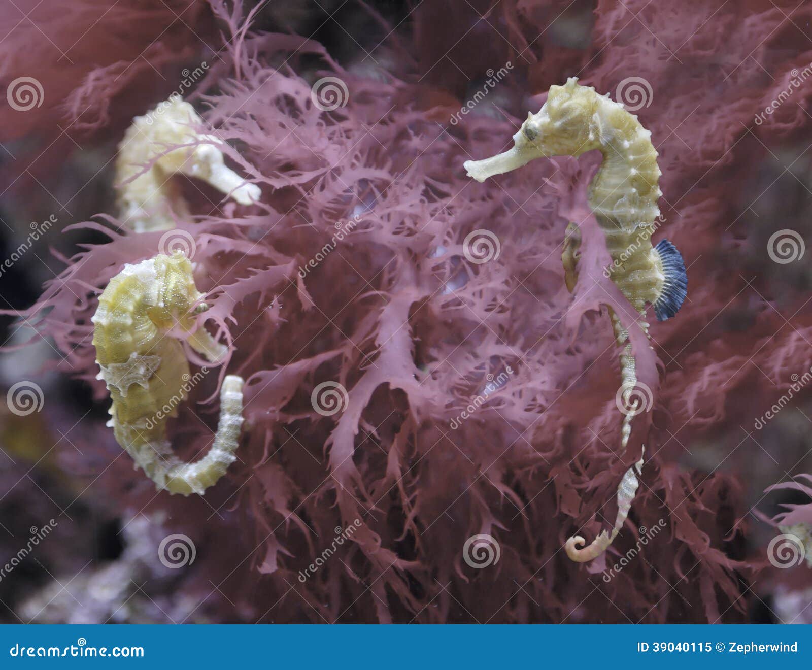 Images Hippocampes - Téléchargez 309 Photos libres de droits