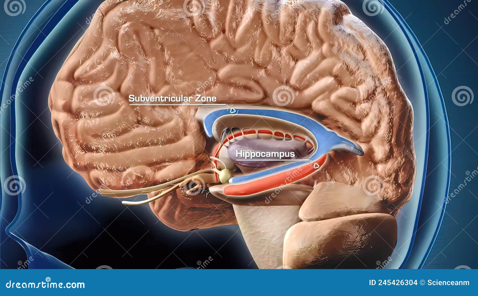 Hippocampus is a Complex Brain Structure Embedded Deep into Temporal ...