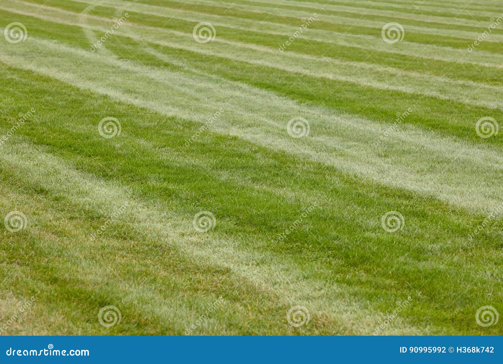 Hippodrome Green Grass Track Line. Fresh Natural Field Stock Photo ...
