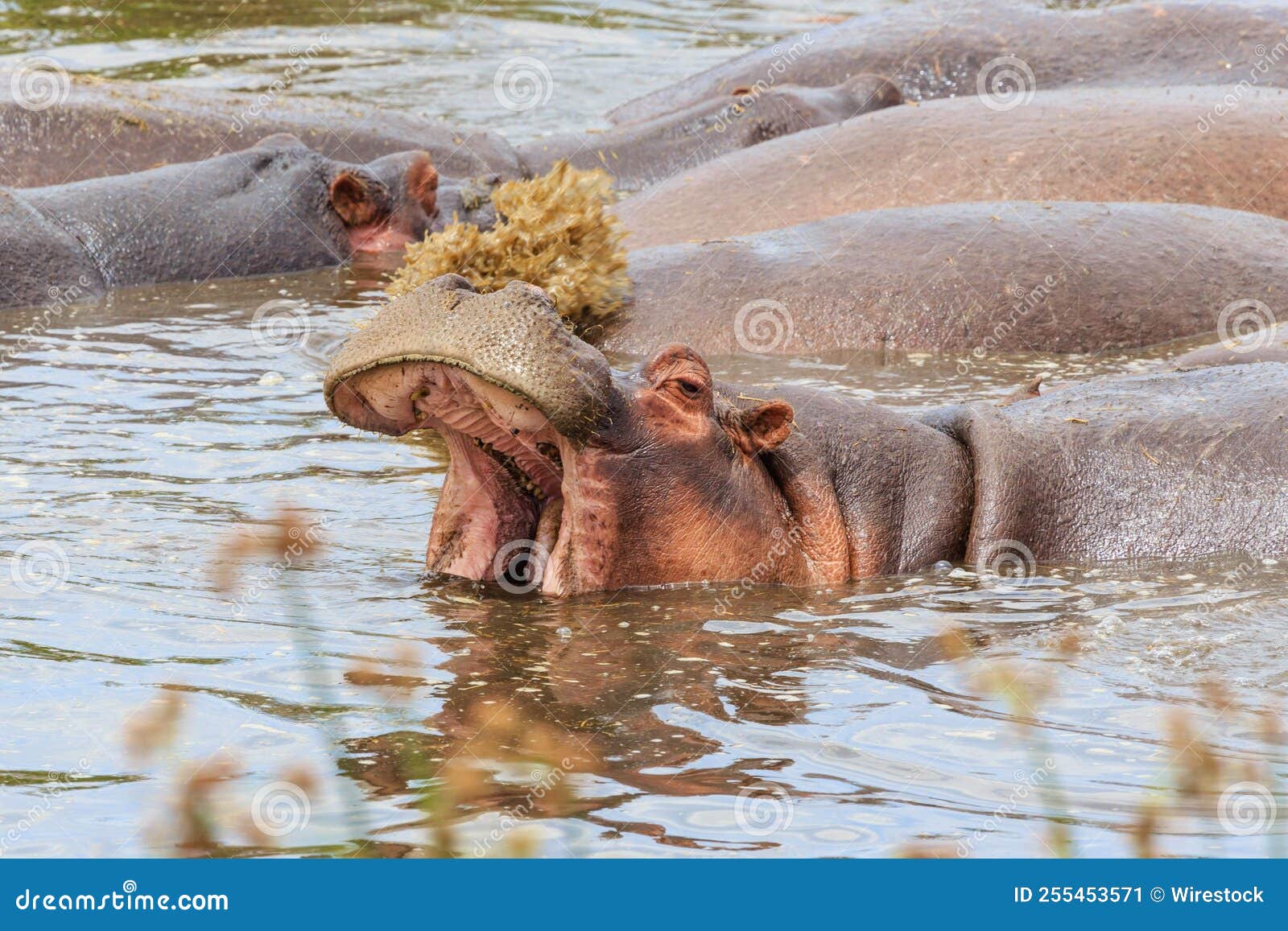 Hippopotame Dans L'eau Avec Sa Bouche Large Ouverte Image stock - Image ...