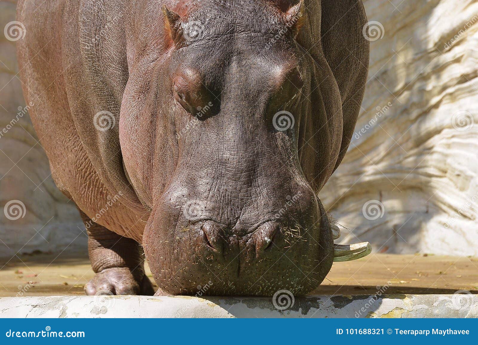 Hippopotamus immagine stock. Immagine di grande, mammiferi - 101688321