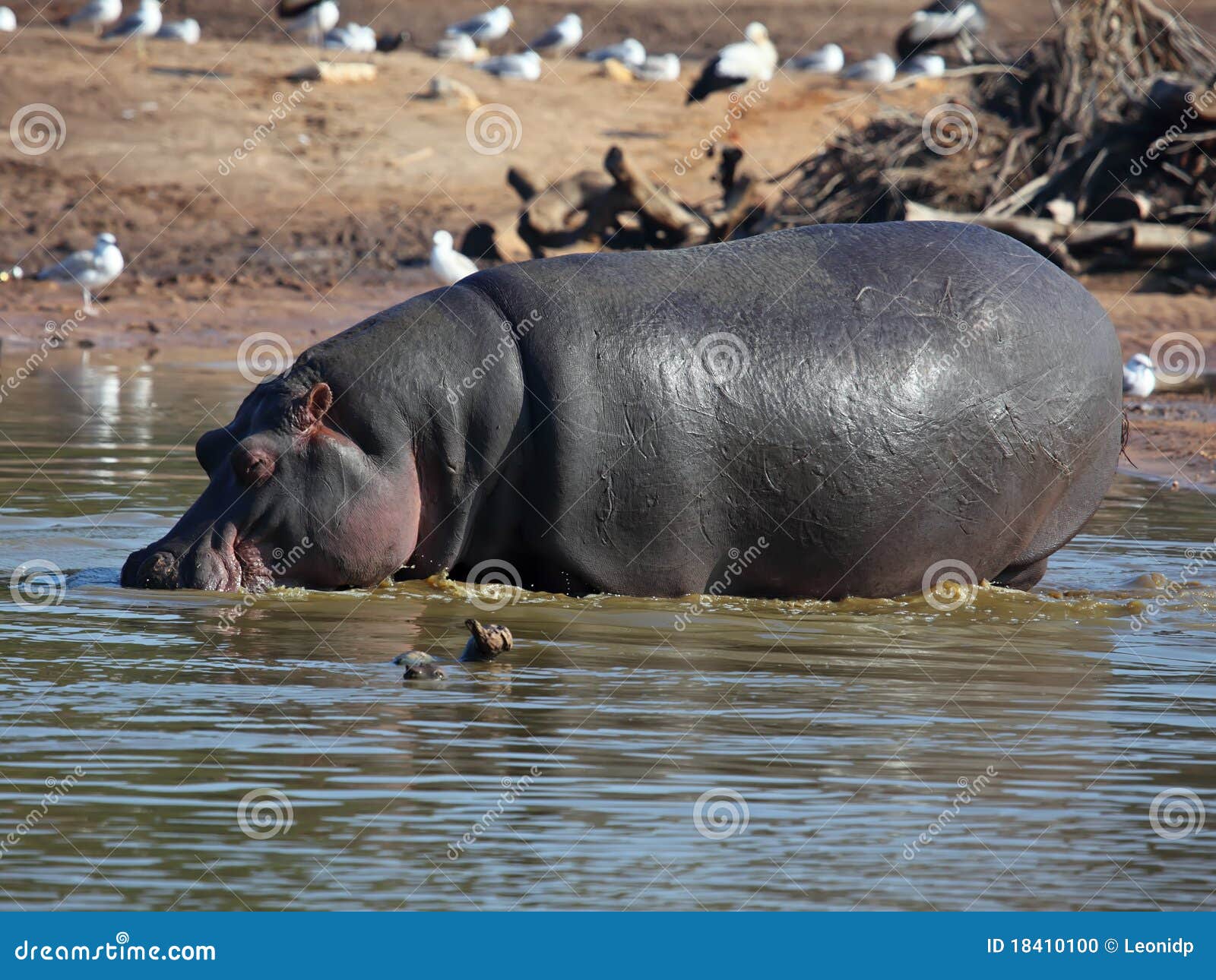 Hippopotamus stock photo. Image of hippopotamus, legs - 18410100