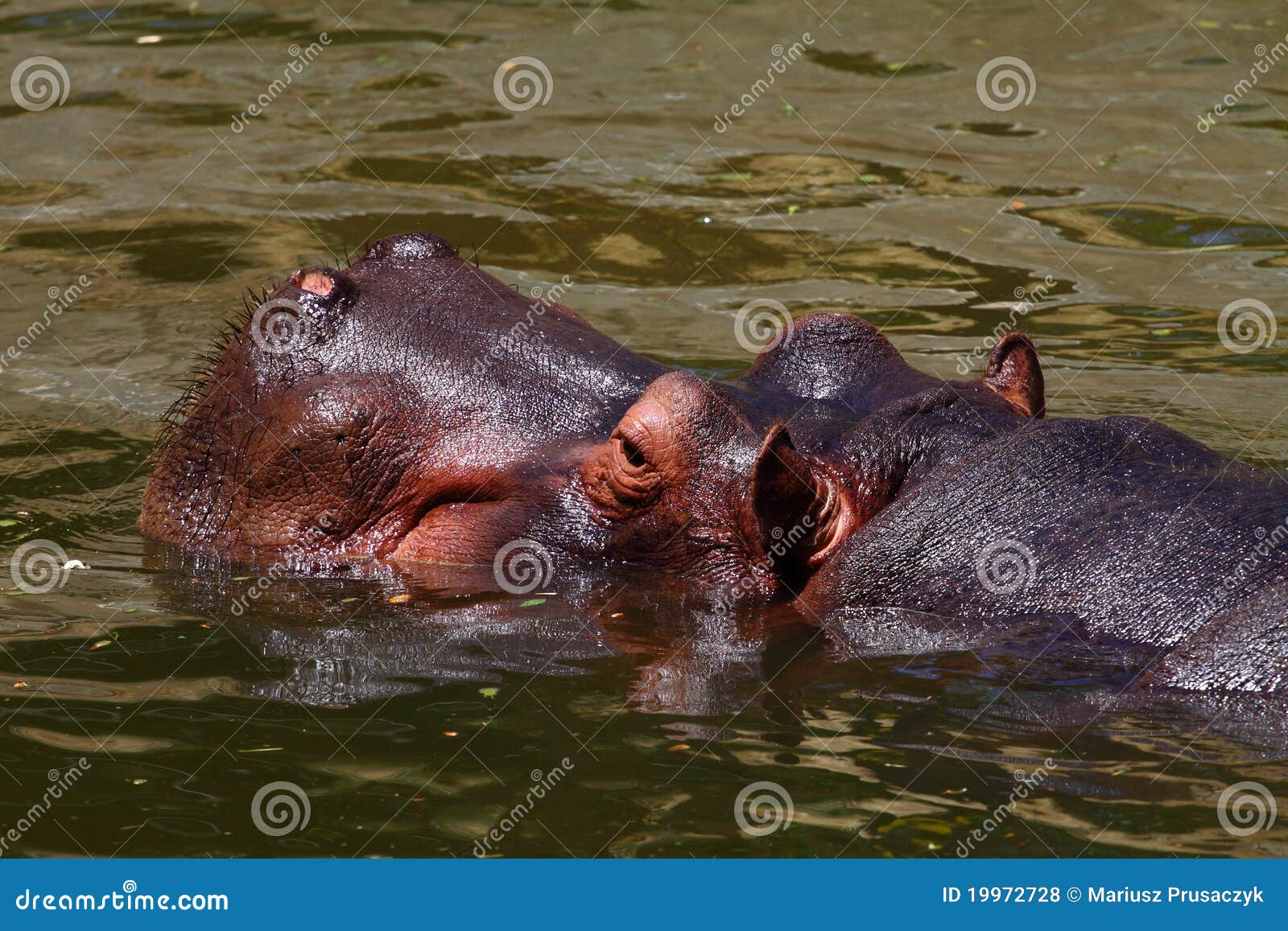 The hippopotamus stock photo. Image of dangerous, africa - 19972728