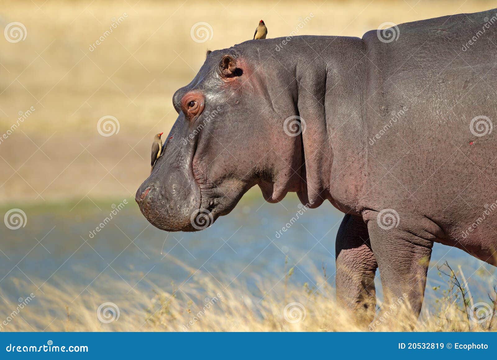 Hippopotamus image stock. Image du méridional, museau - 20532819