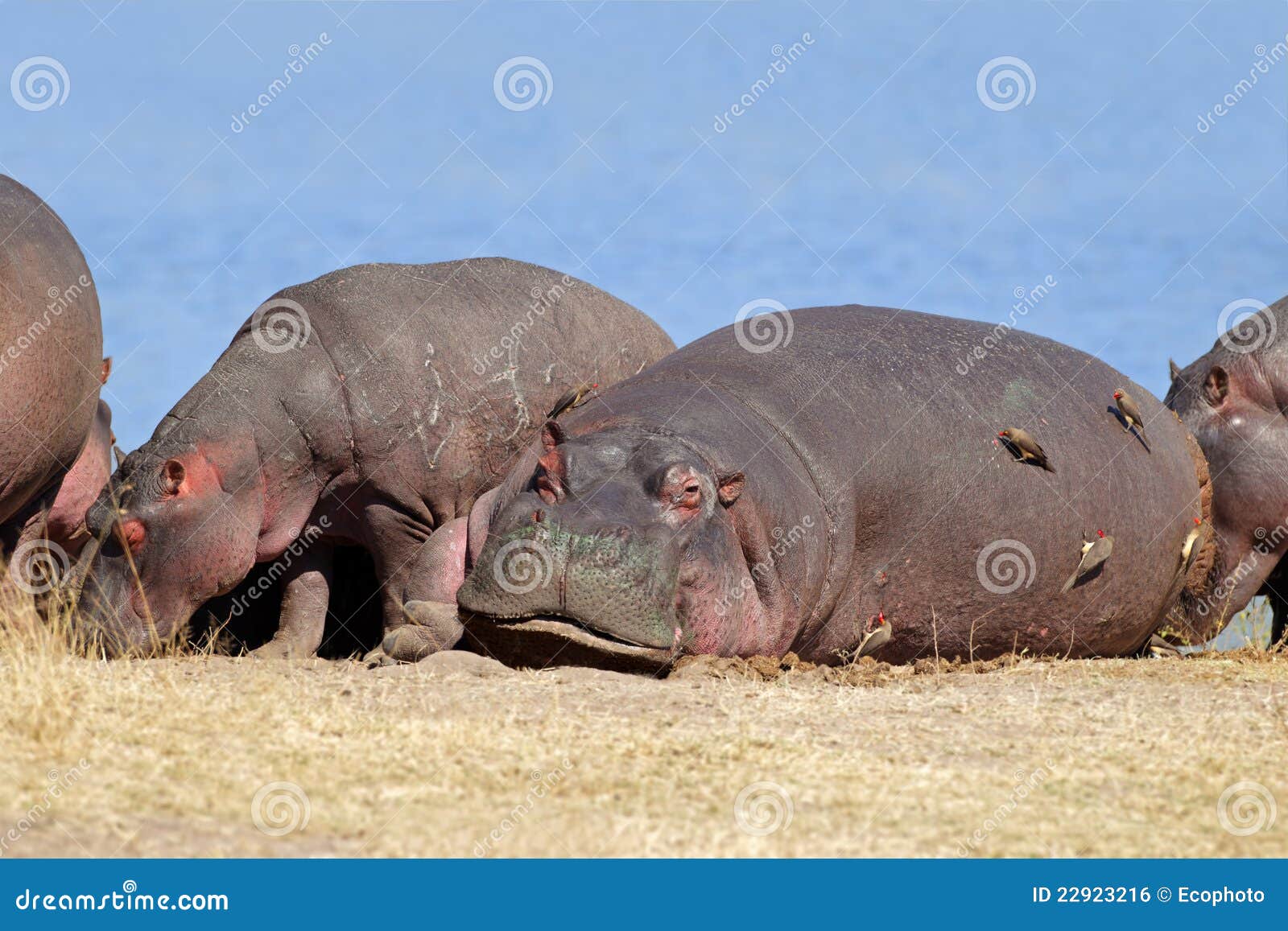 Hippopotamus stock photo. Image of wilderness, wildlife - 22923216