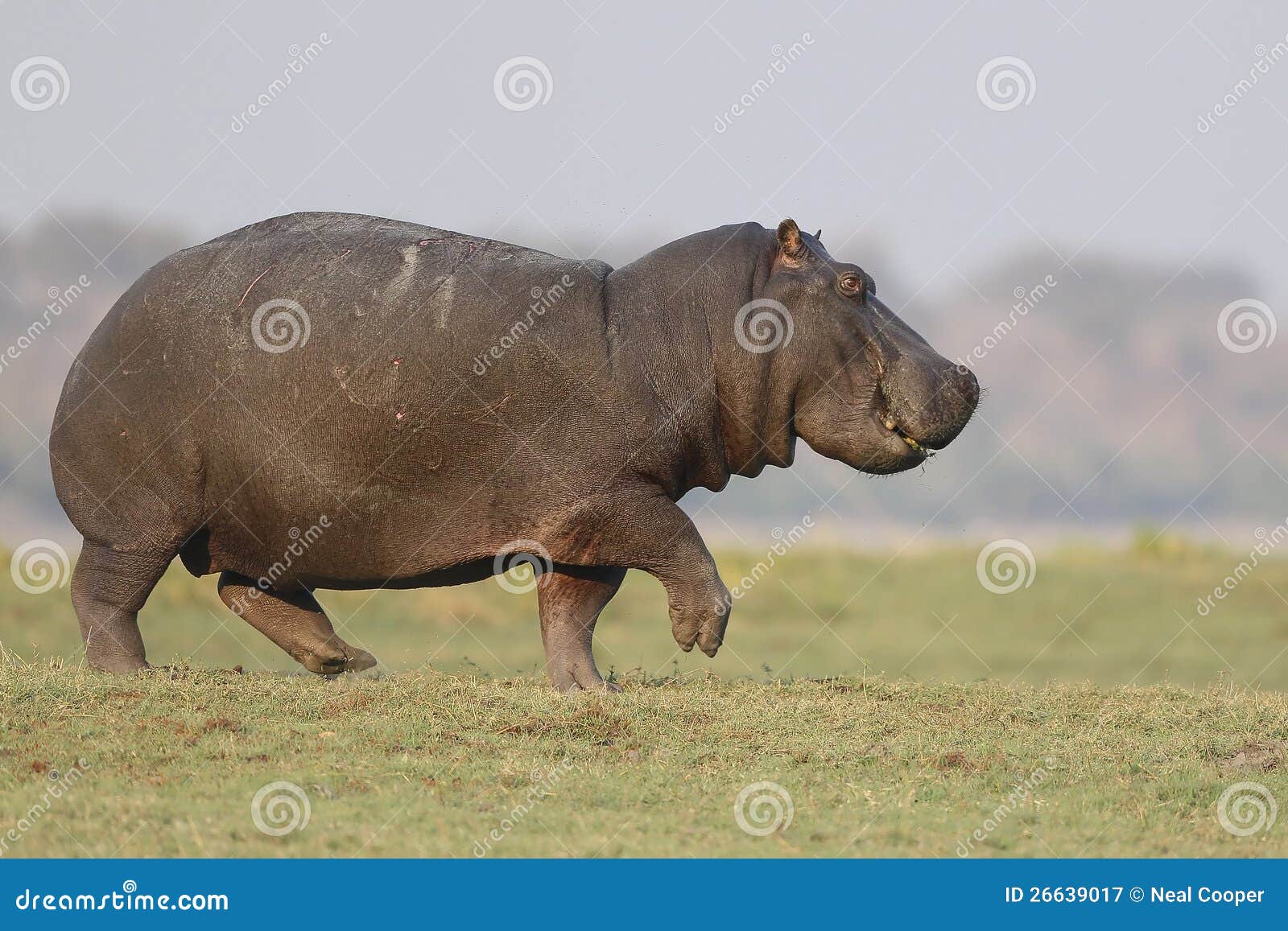 Hippopotamus stock image. Image of ears, thick, skin - 26639017