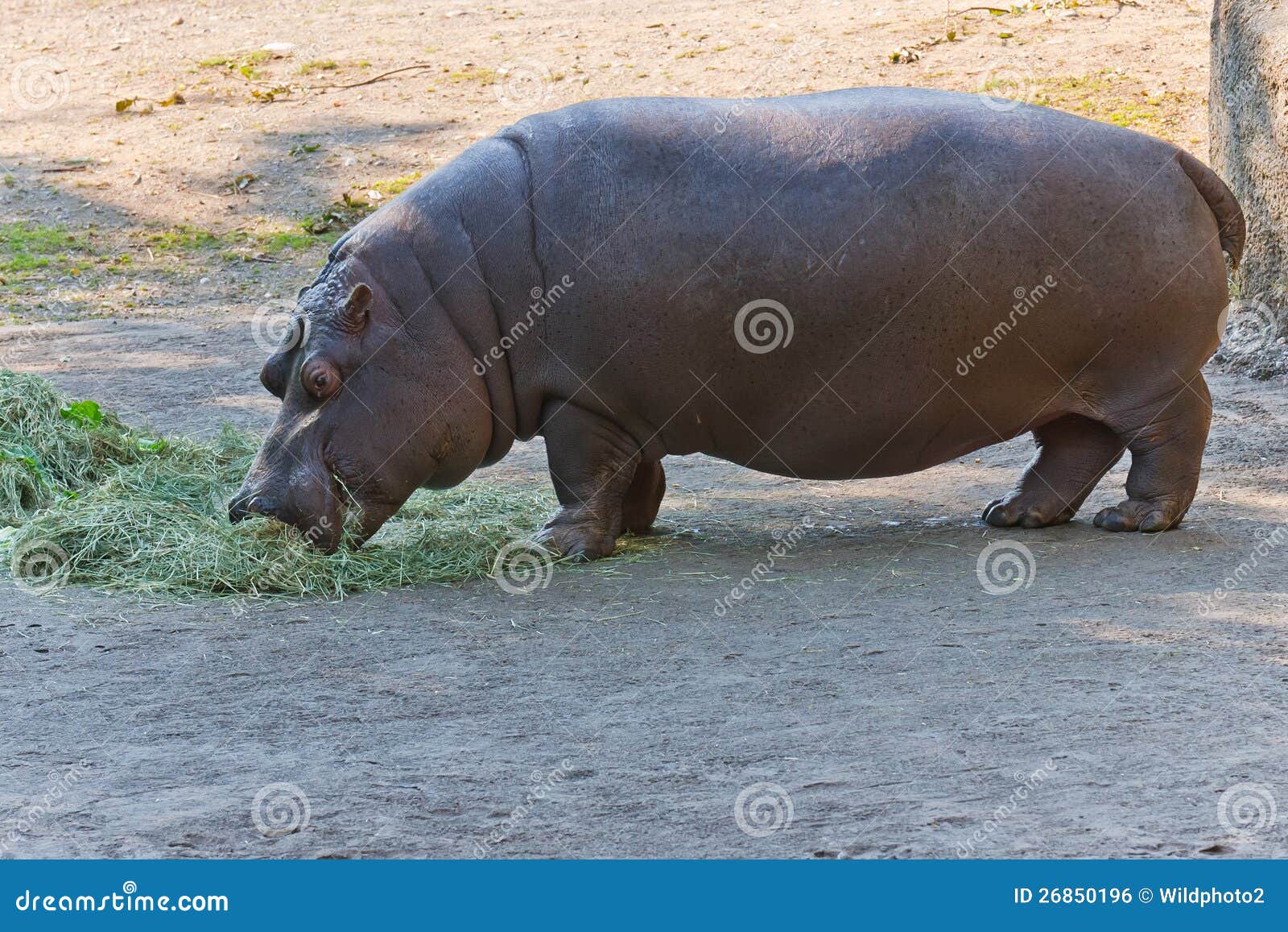 Hippopotamus stock photo. Image of hippo, woodland, short - 26850196
