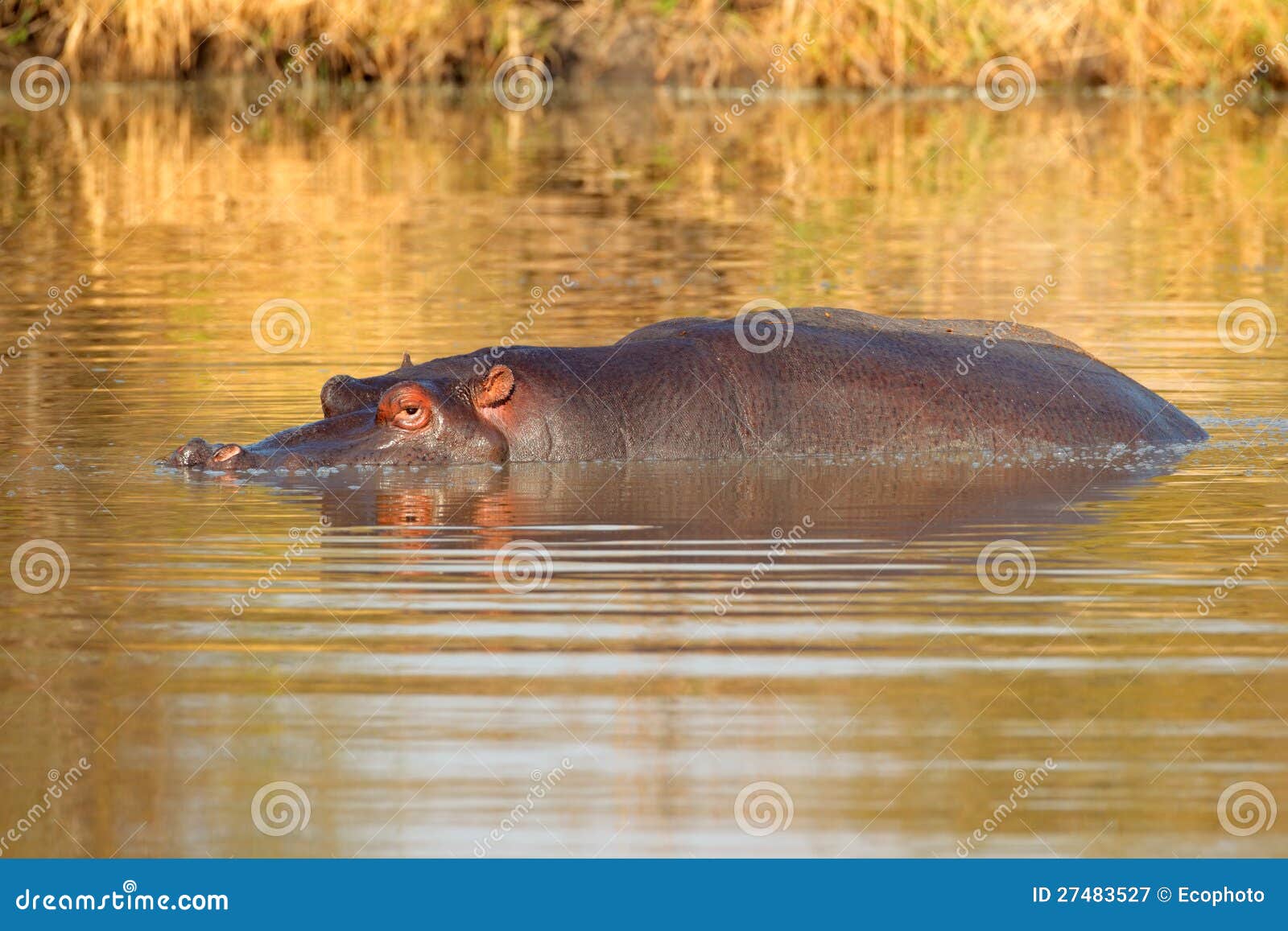 A Fat Hippopotamus Royalty-Free Stock Photography | CartoonDealer.com ...