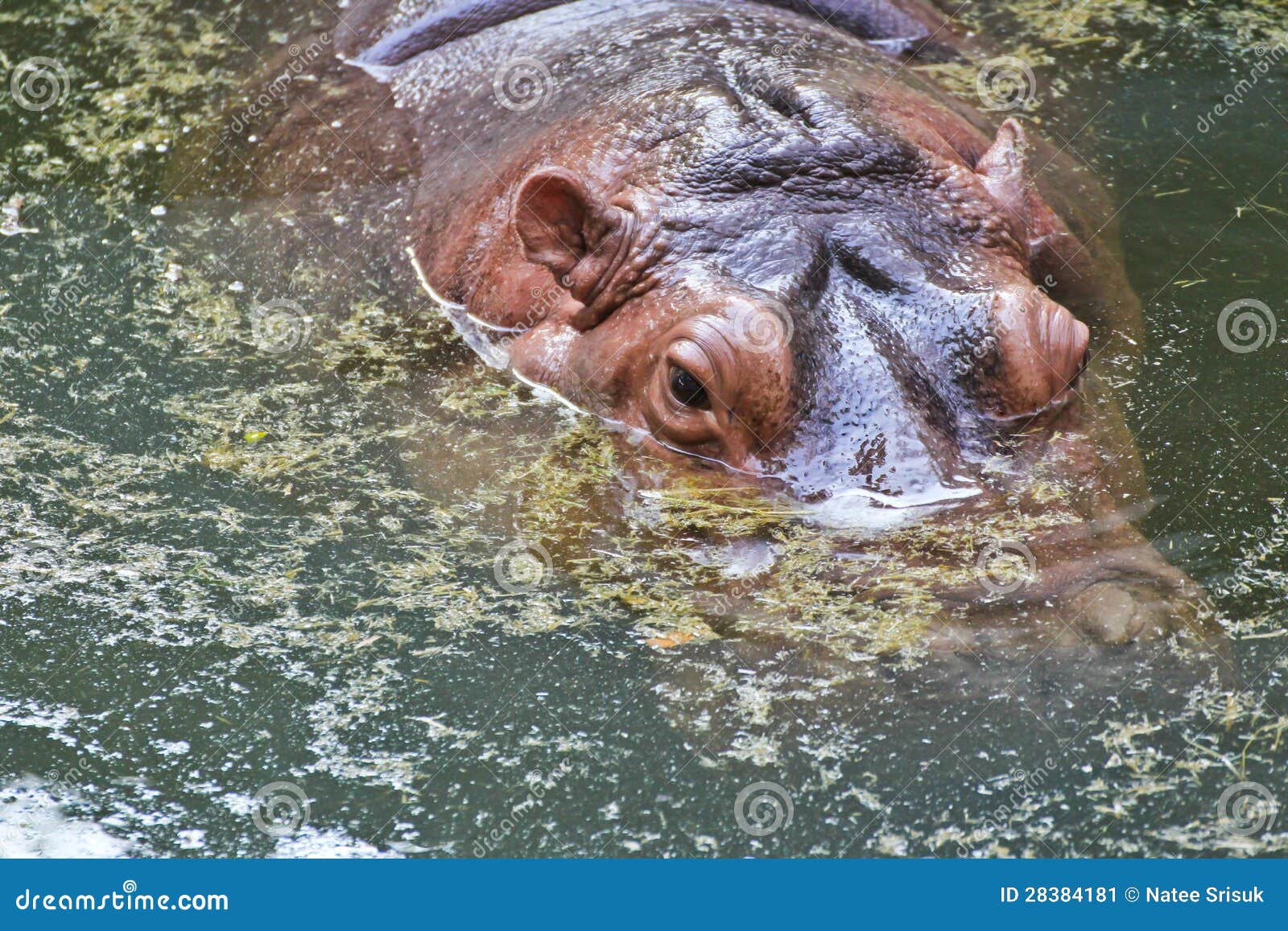 Hippopotamus stock image. Image of natural, head, snout - 28384181