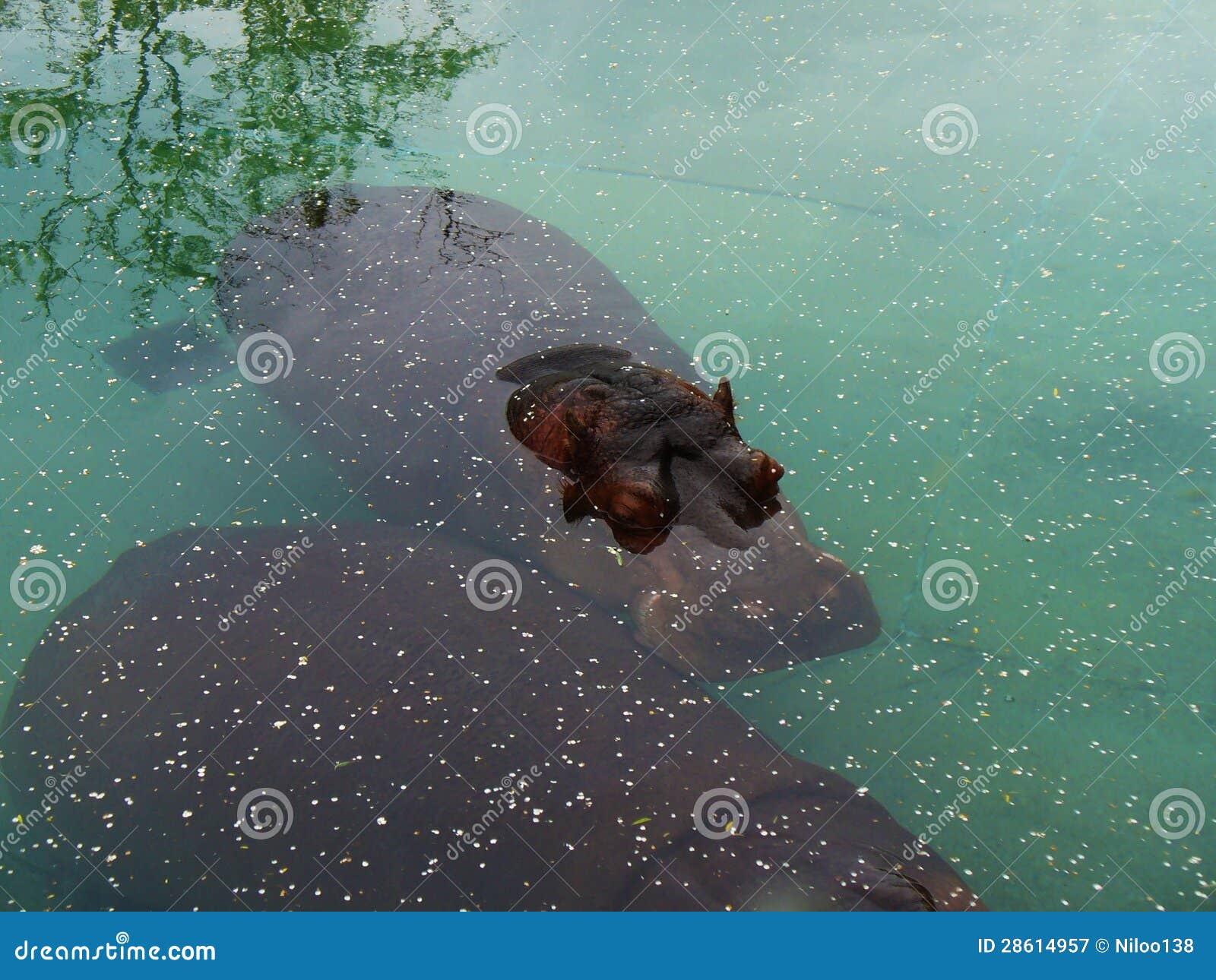Hippopotamus stock image. Image of aquatic, mammal, nose - 28614957
