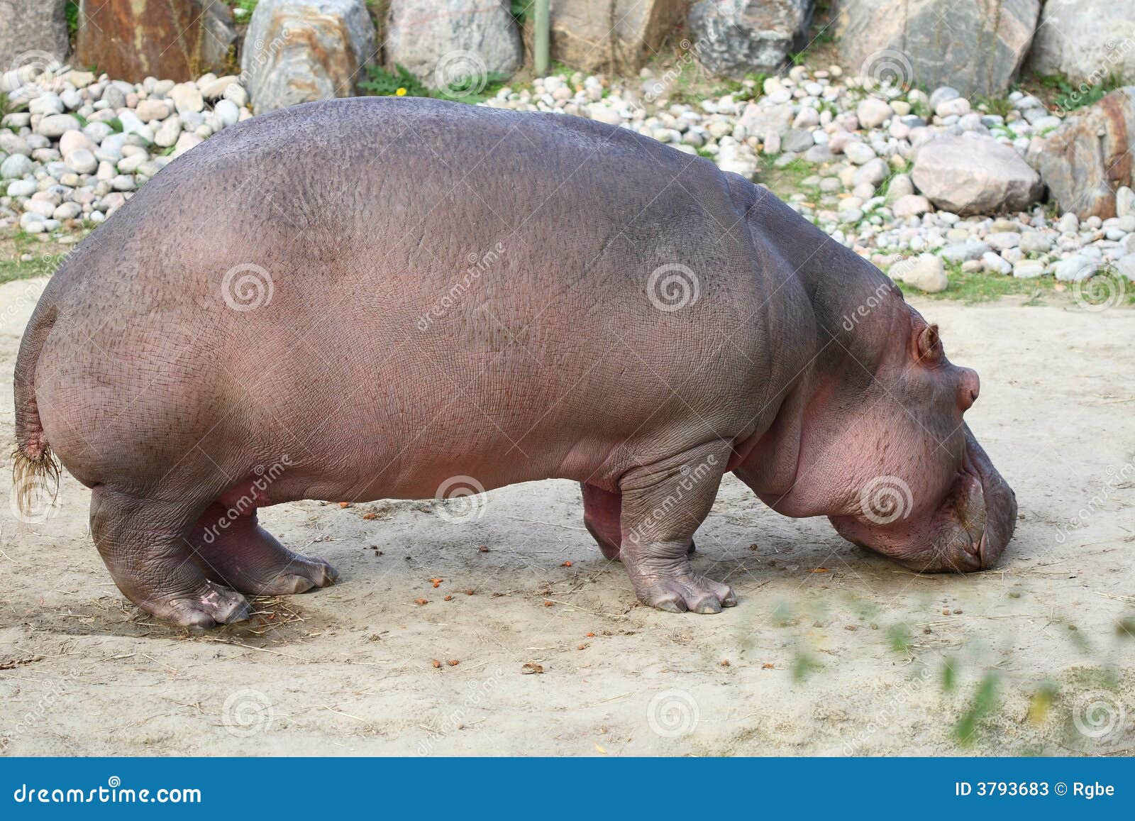 Hippopotamus stock image. Image of hippopotamus, seek - 3793683