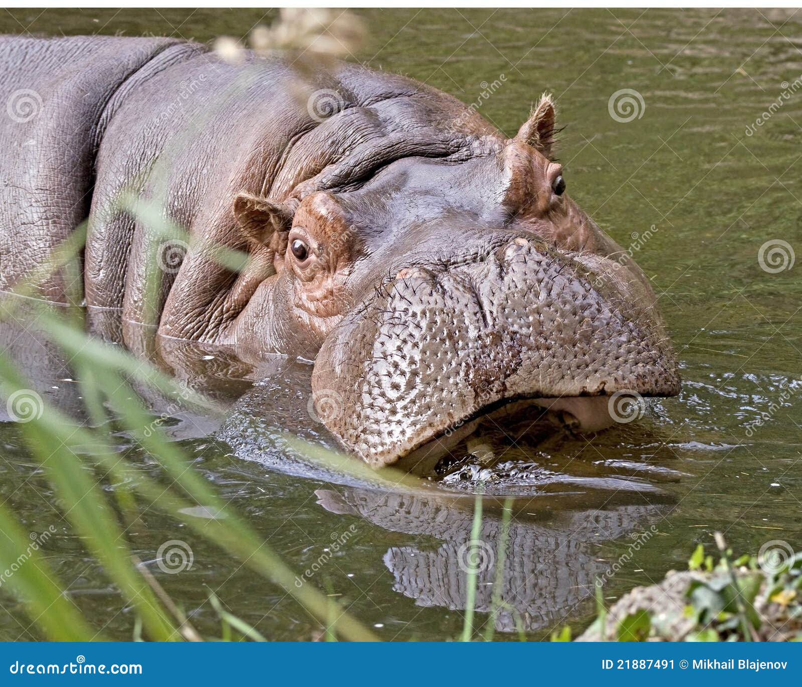 Hippopotamus 4 stock image. Image of nice, herbivore - 21887491