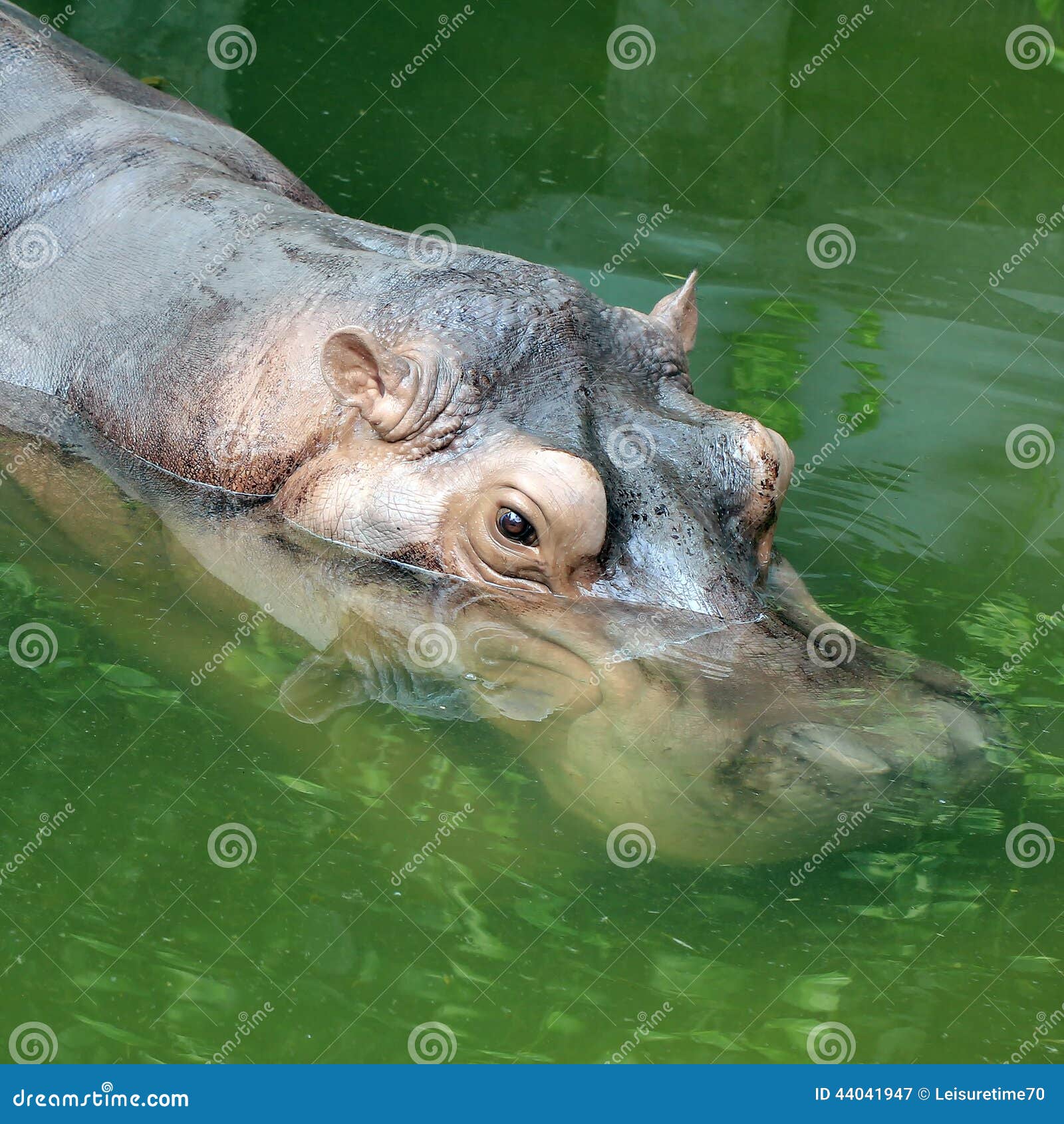 Hippopotamus immagine stock. Immagine di selvaggio, cerchi - 44041947