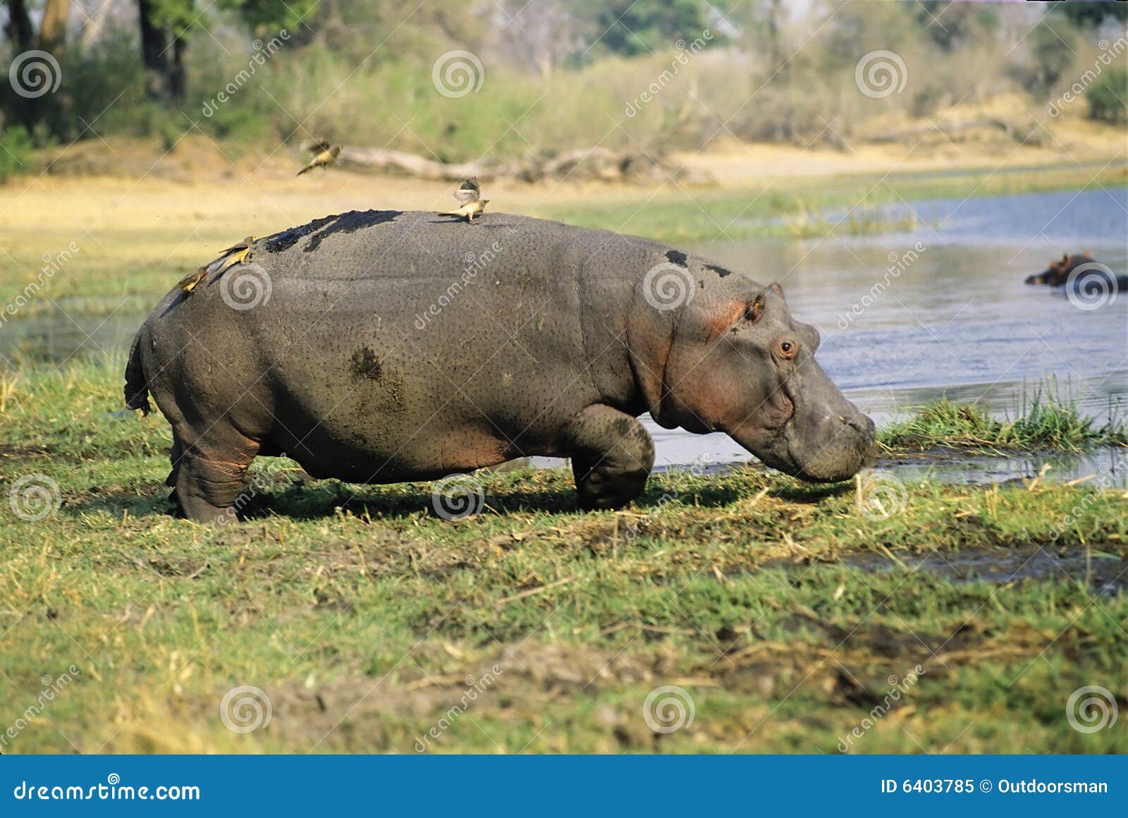 Hippopotamus stock image. Image of wildlife, animal, hippo - 6403785