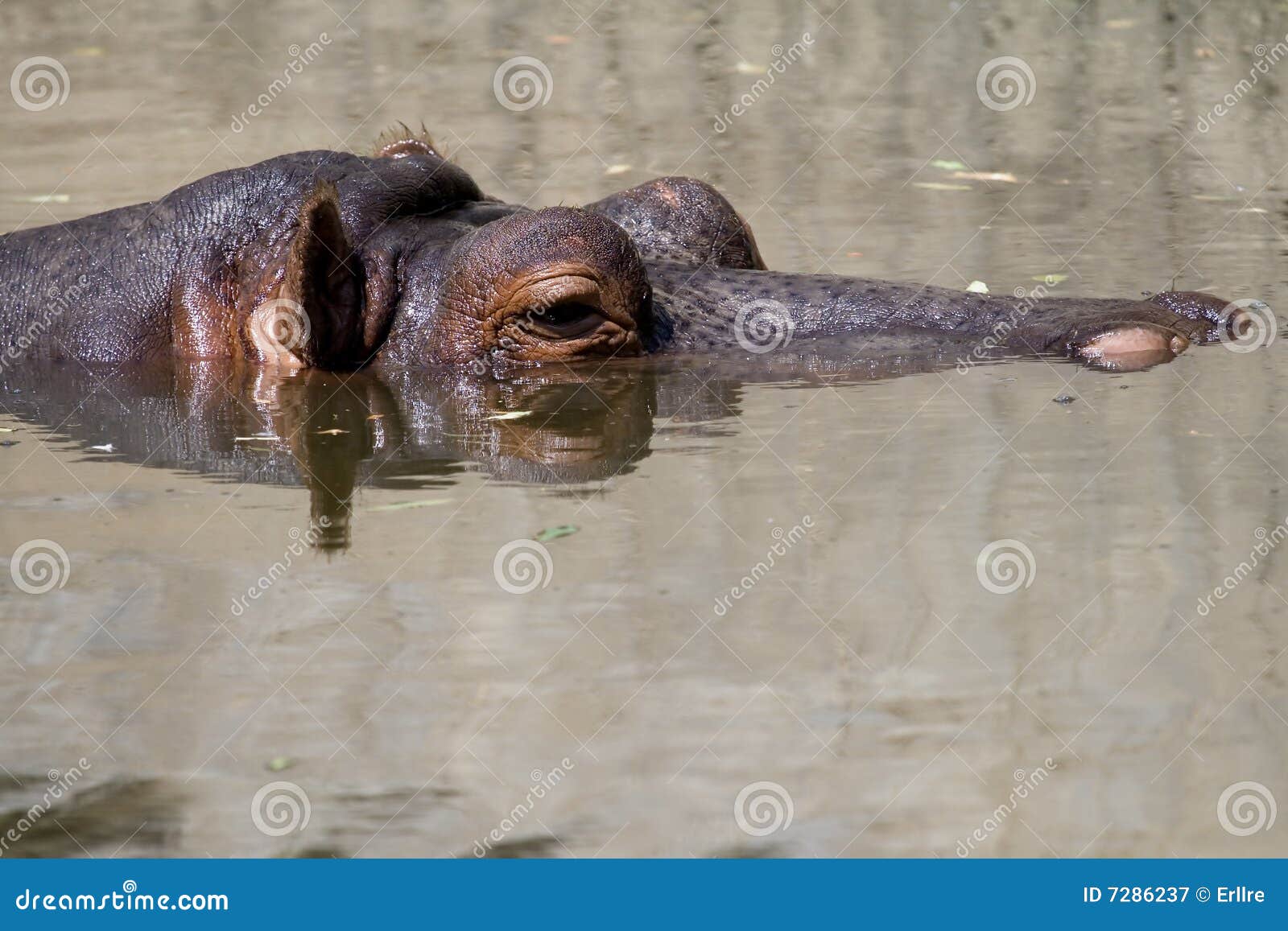 Hippopotamus stock image. Image of jungle, wild, nature - 7286237