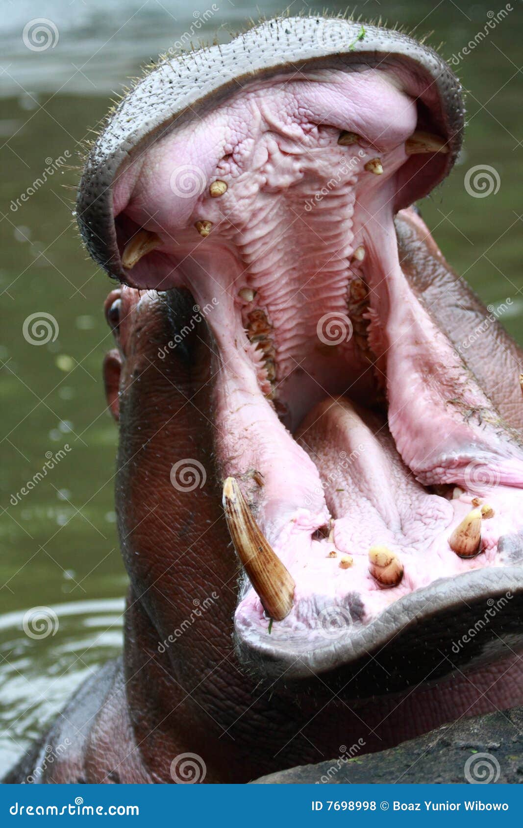 A Fat Hippopotamus Royalty-Free Stock Photography | CartoonDealer.com ...