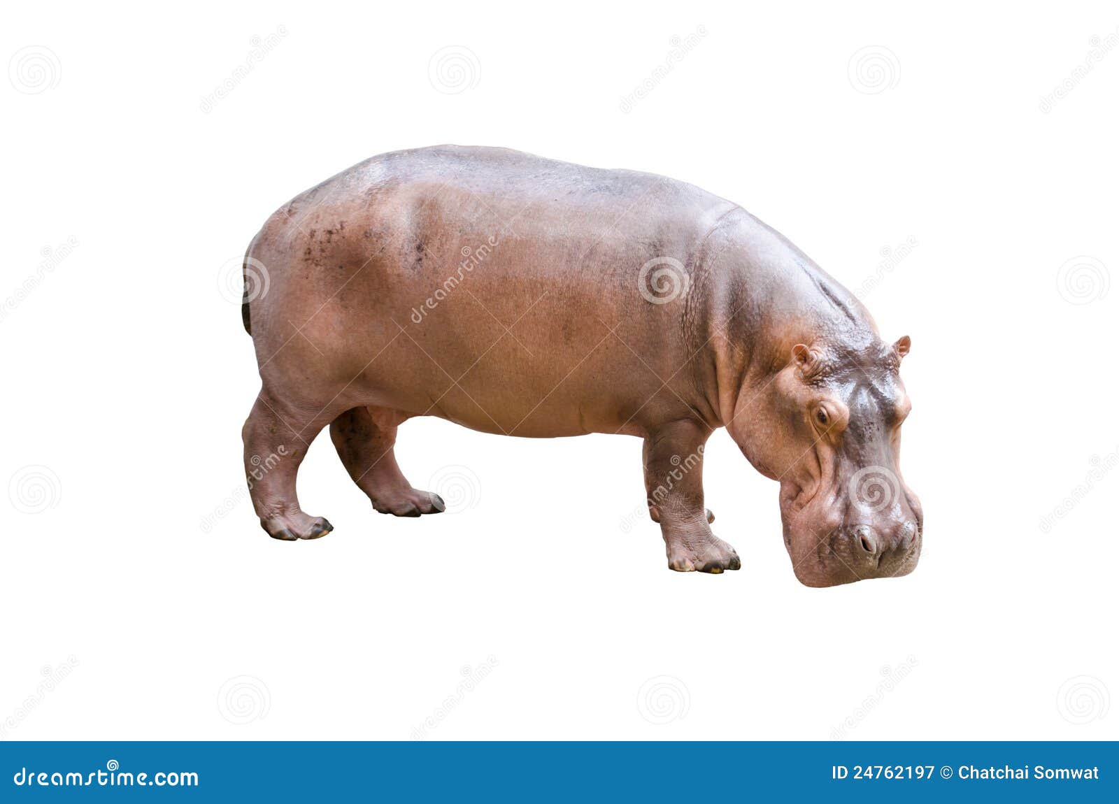 Hippopotamus Fotos De Stock - Download 12,215 Fotos Libres de Derechos