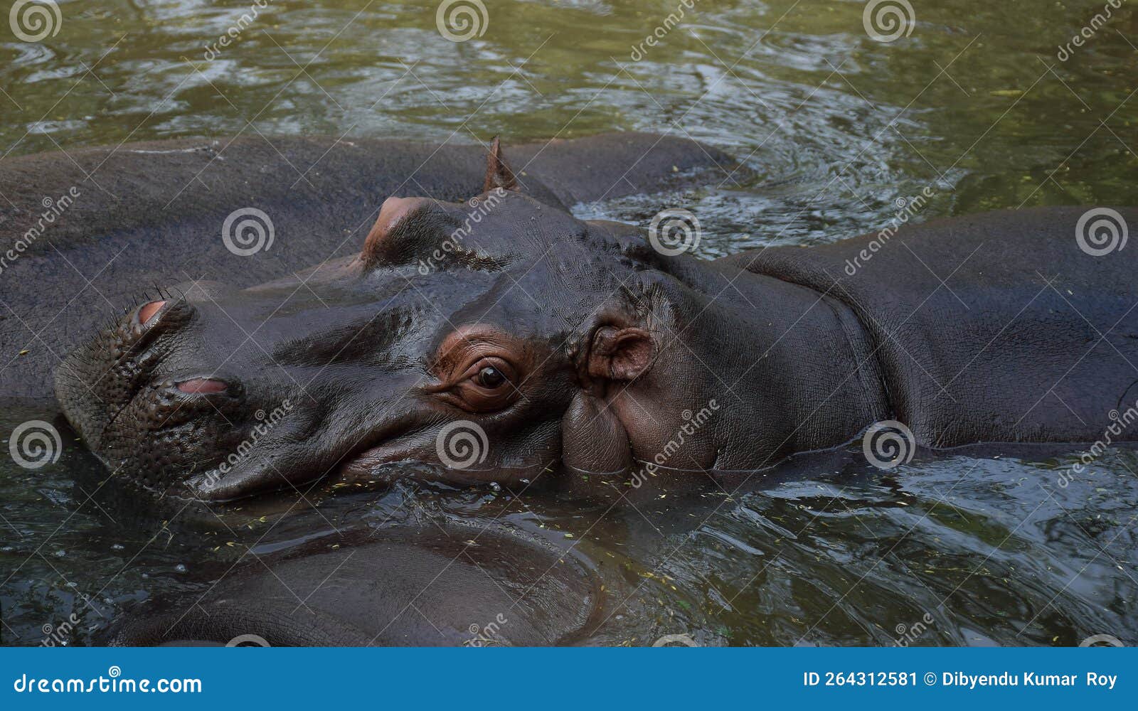 A Hippopotamus Also Called the Hippo at a Zoo Stock Image - Image of ...