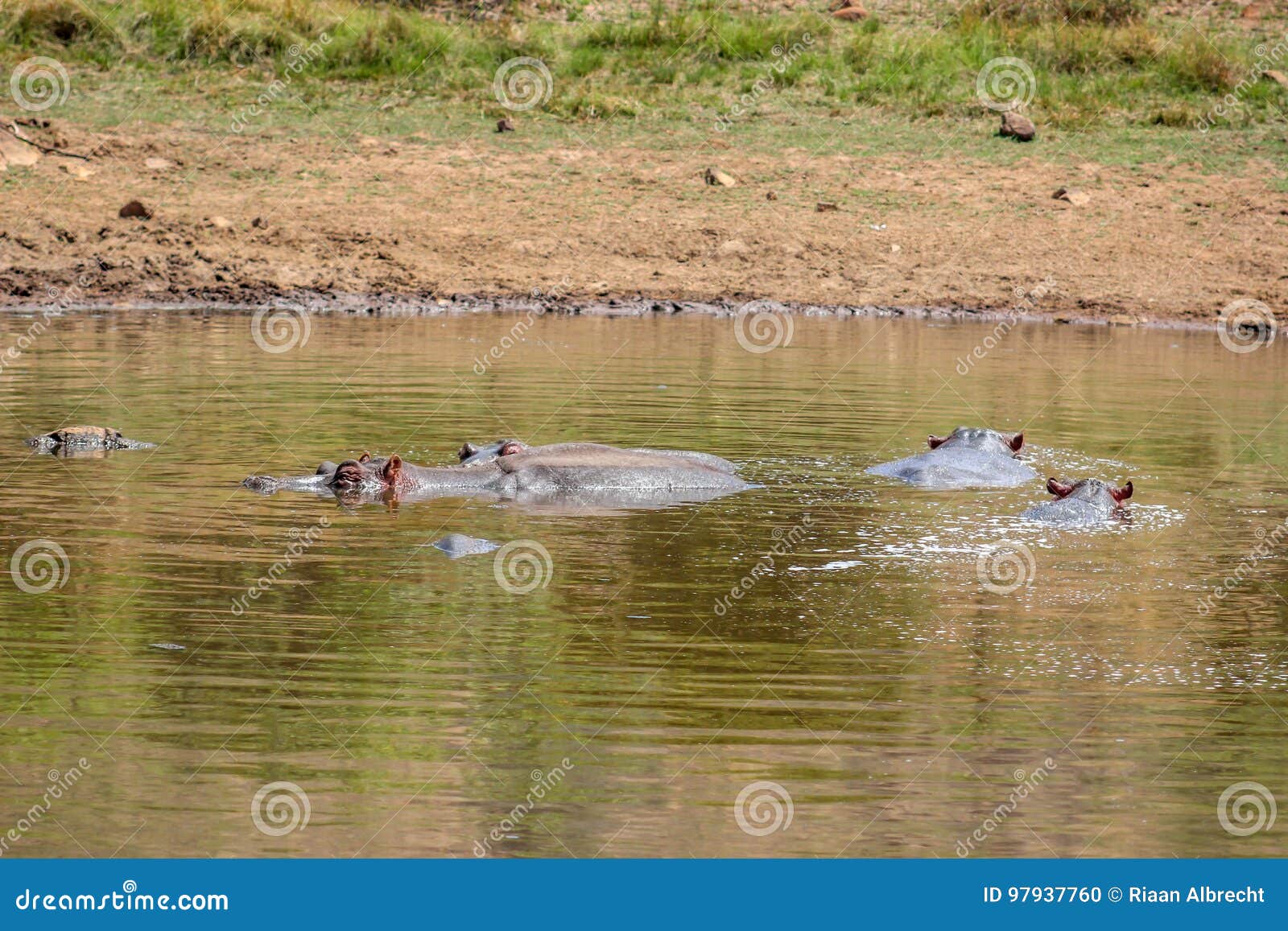 Hippopotamus amphibius stock photo. Image of mammal, life - 97937760