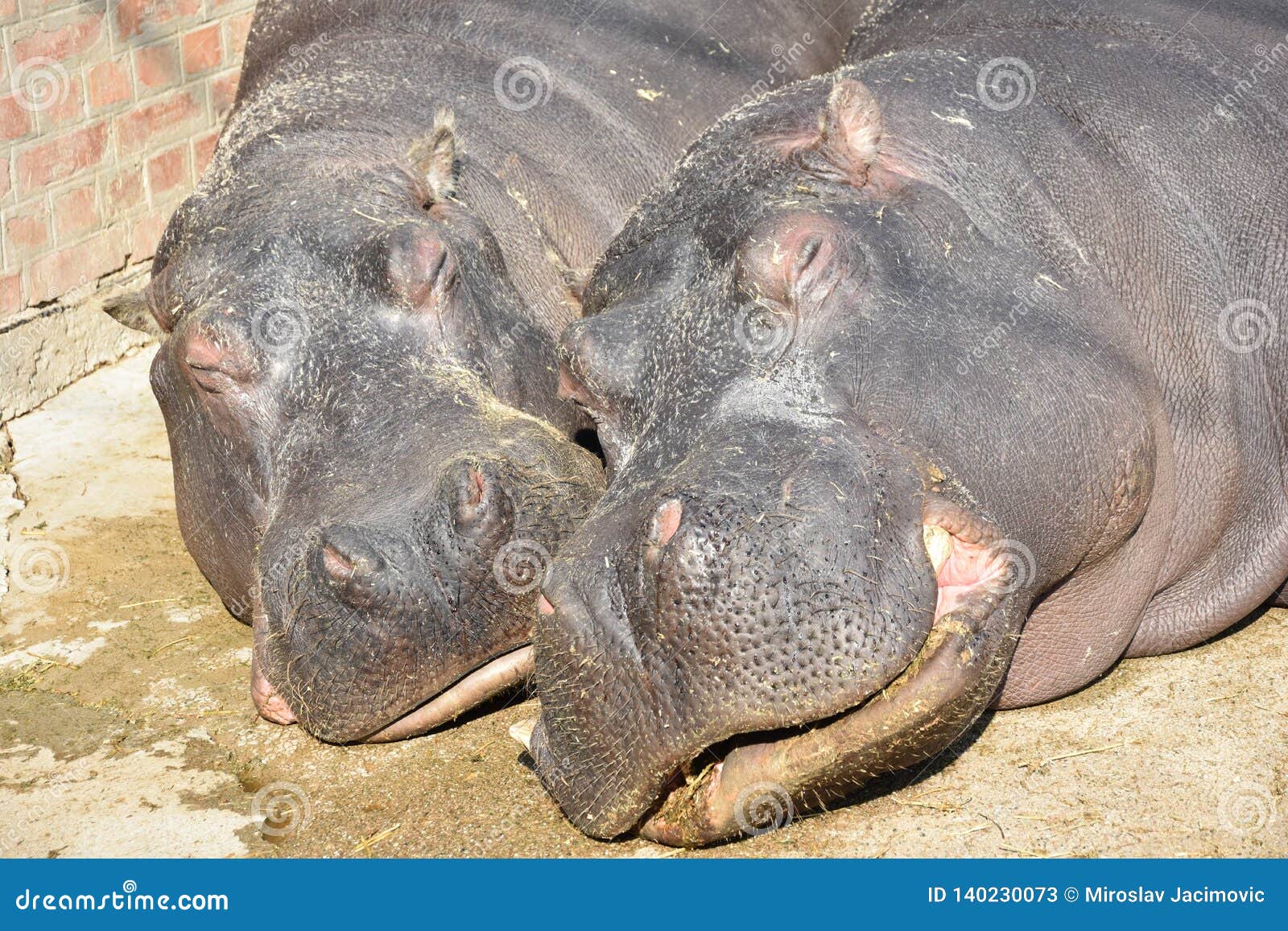 Hippopotamus, Hippopotamus Amphibius, or Hippo Stock Image - Image of ...