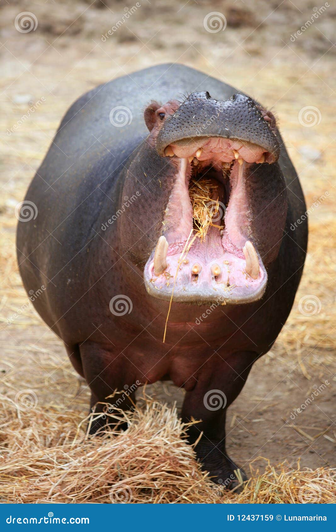 Hippopotamus Angry with the Camera Stock Image - Image of herbivorous ...