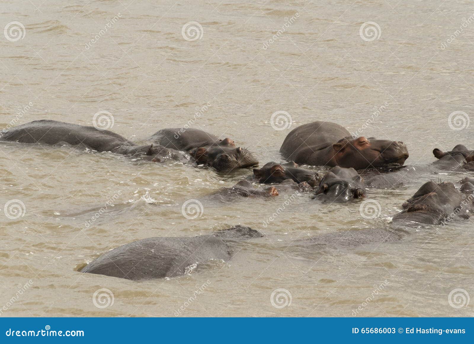 Hippopotamus stock image. Image of bathing, tourism, relax - 65686003
