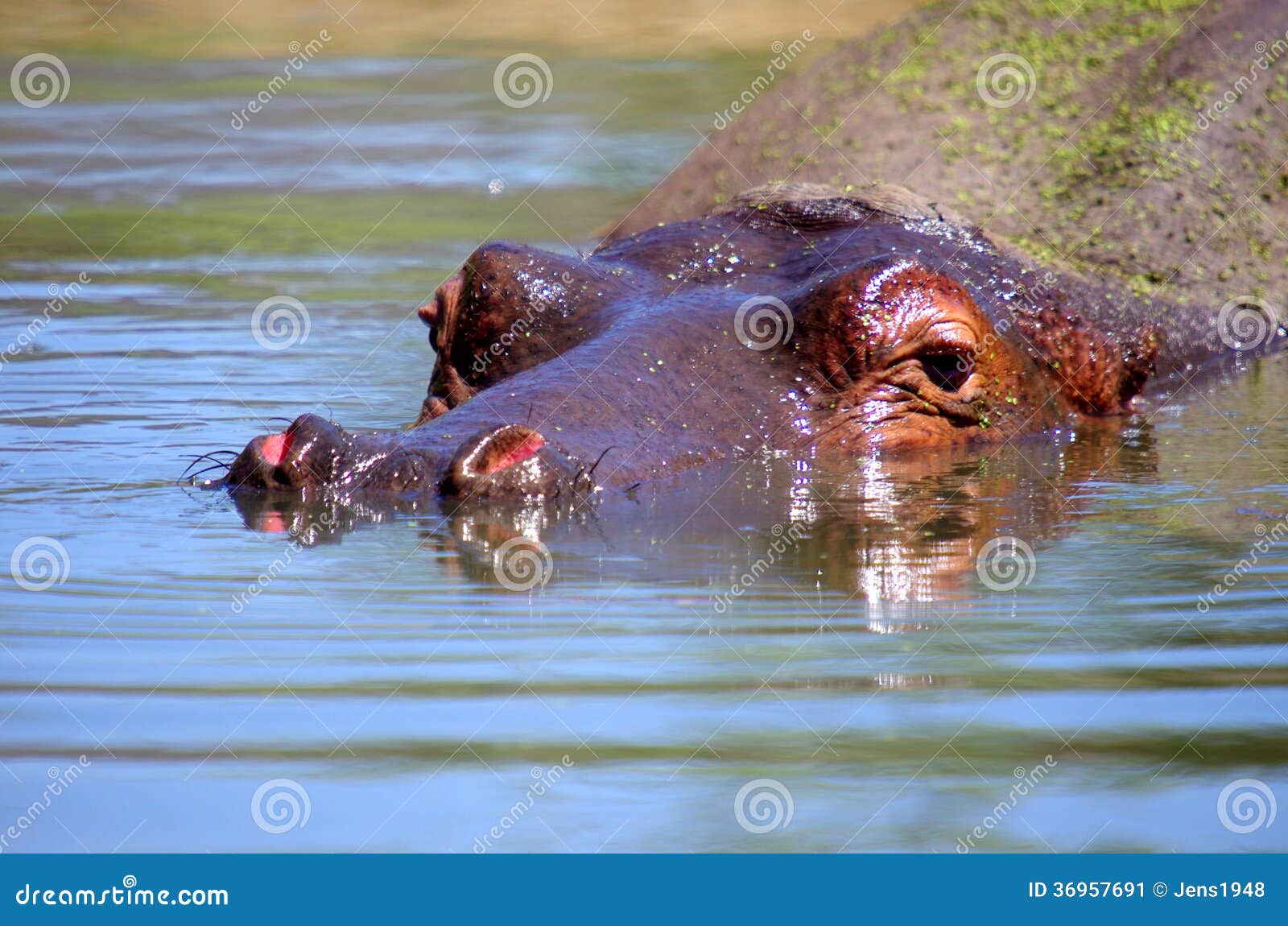 Hippopotamus stock image. Image of bathing, eyes, south - 36957691