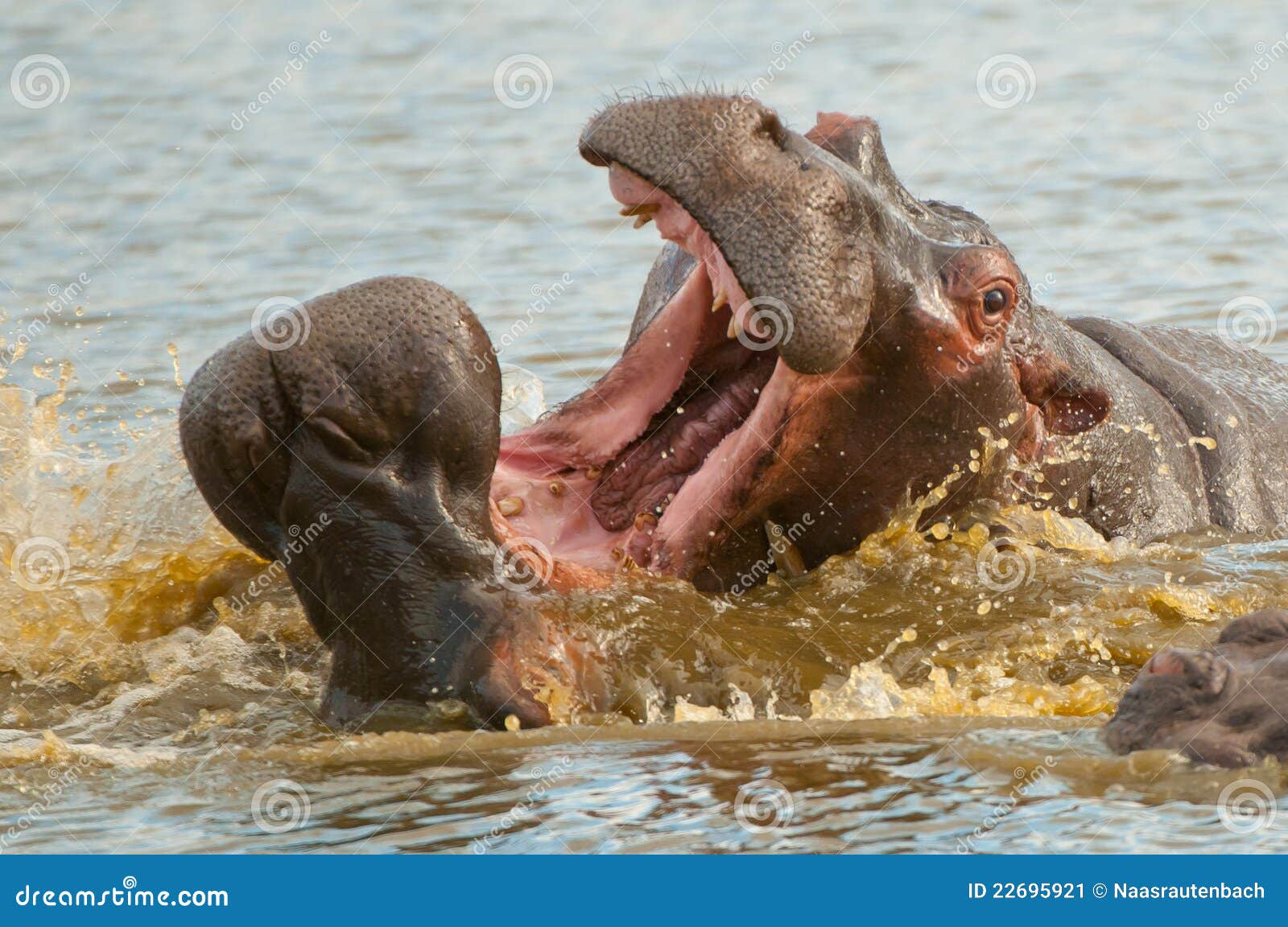 Hippopotamus Bulls Sparring Stock Image - Image of blooded, outdoors ...