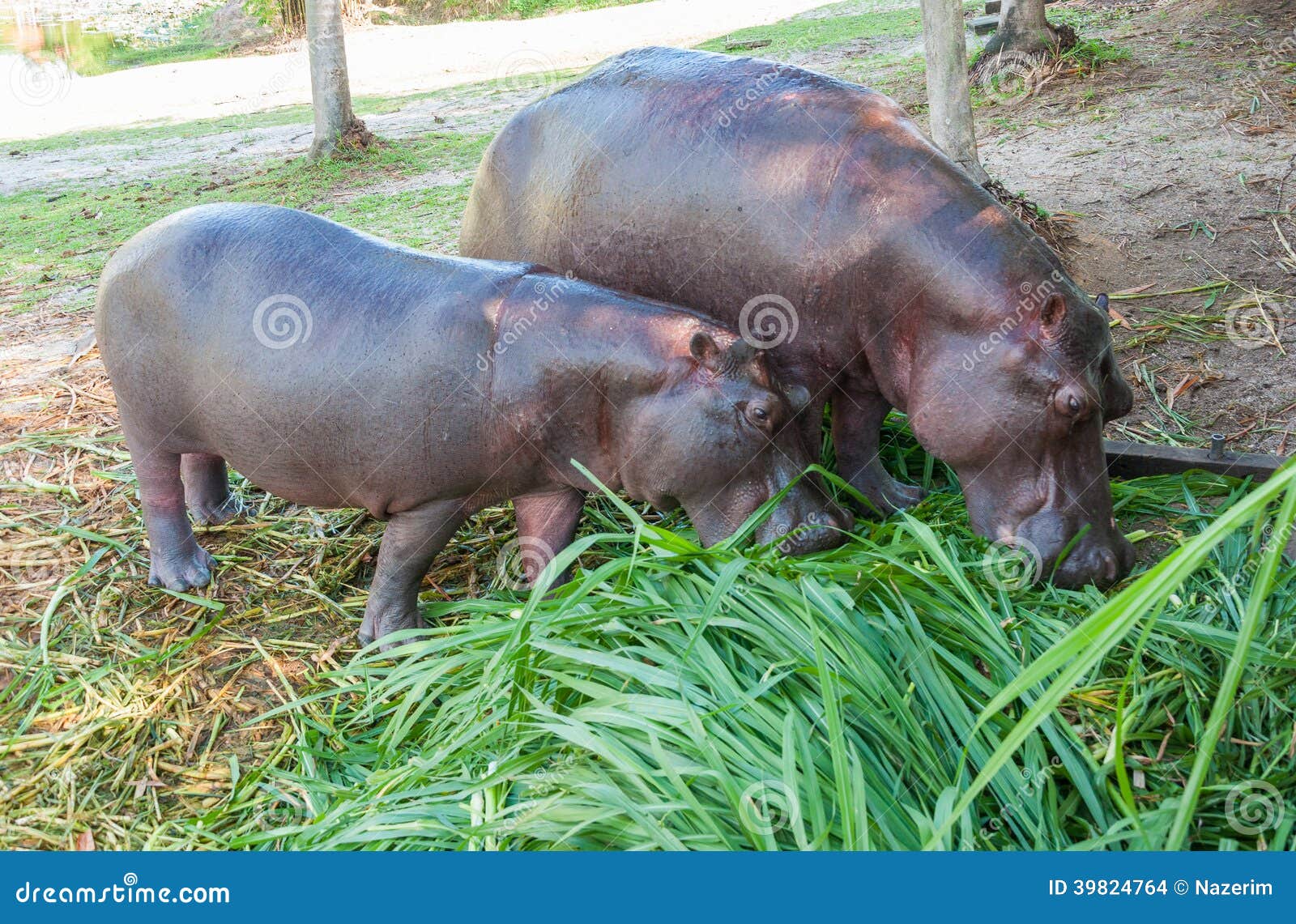 Hippopotamus in captivity stock photo. Image of large - 39824764