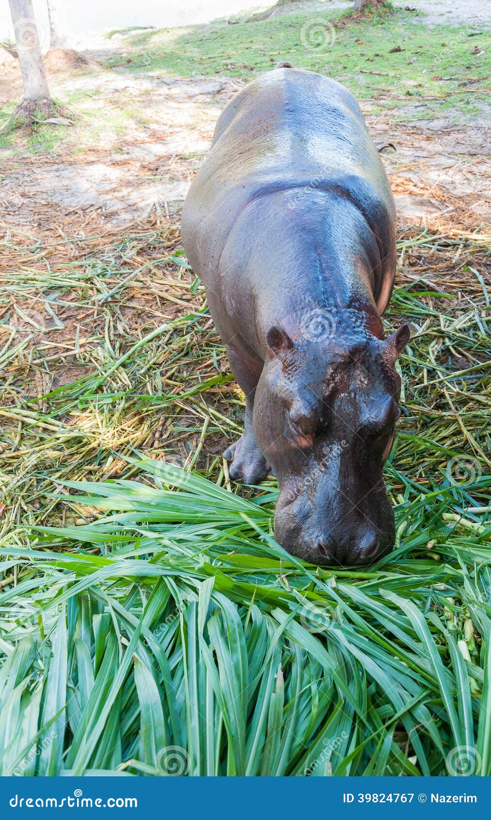 Hippopotamus in captivity stock image. Image of aggressive - 39824767