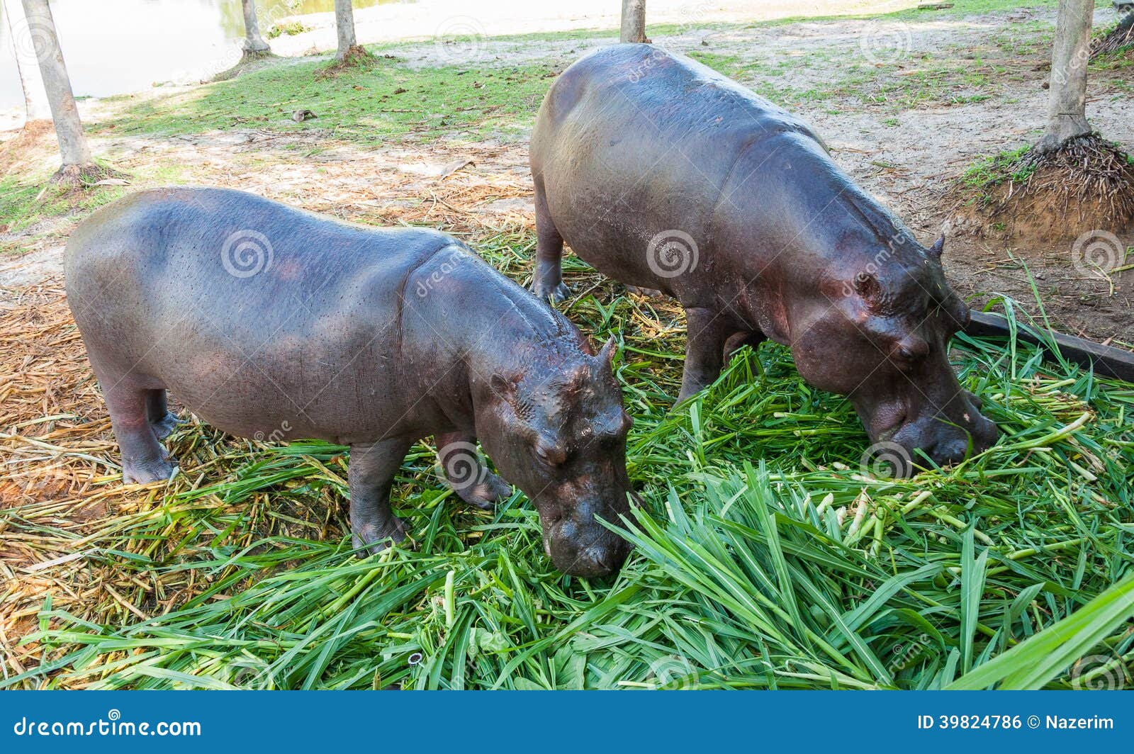 Hippopotamus in captivity stock photo. Image of herbivore - 39824786