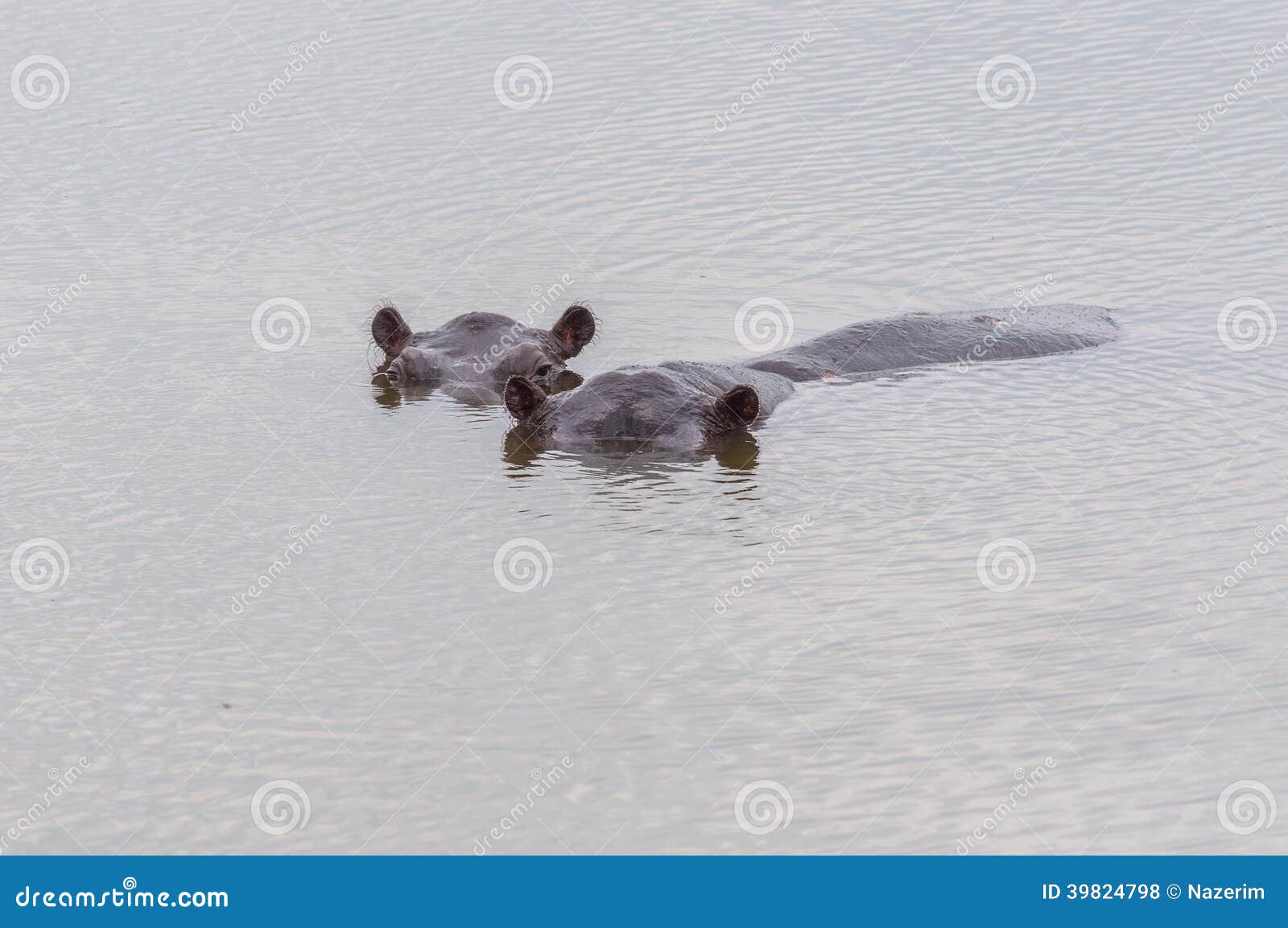 Hippopotamus in captivity stock photo. Image of mammal - 39824798