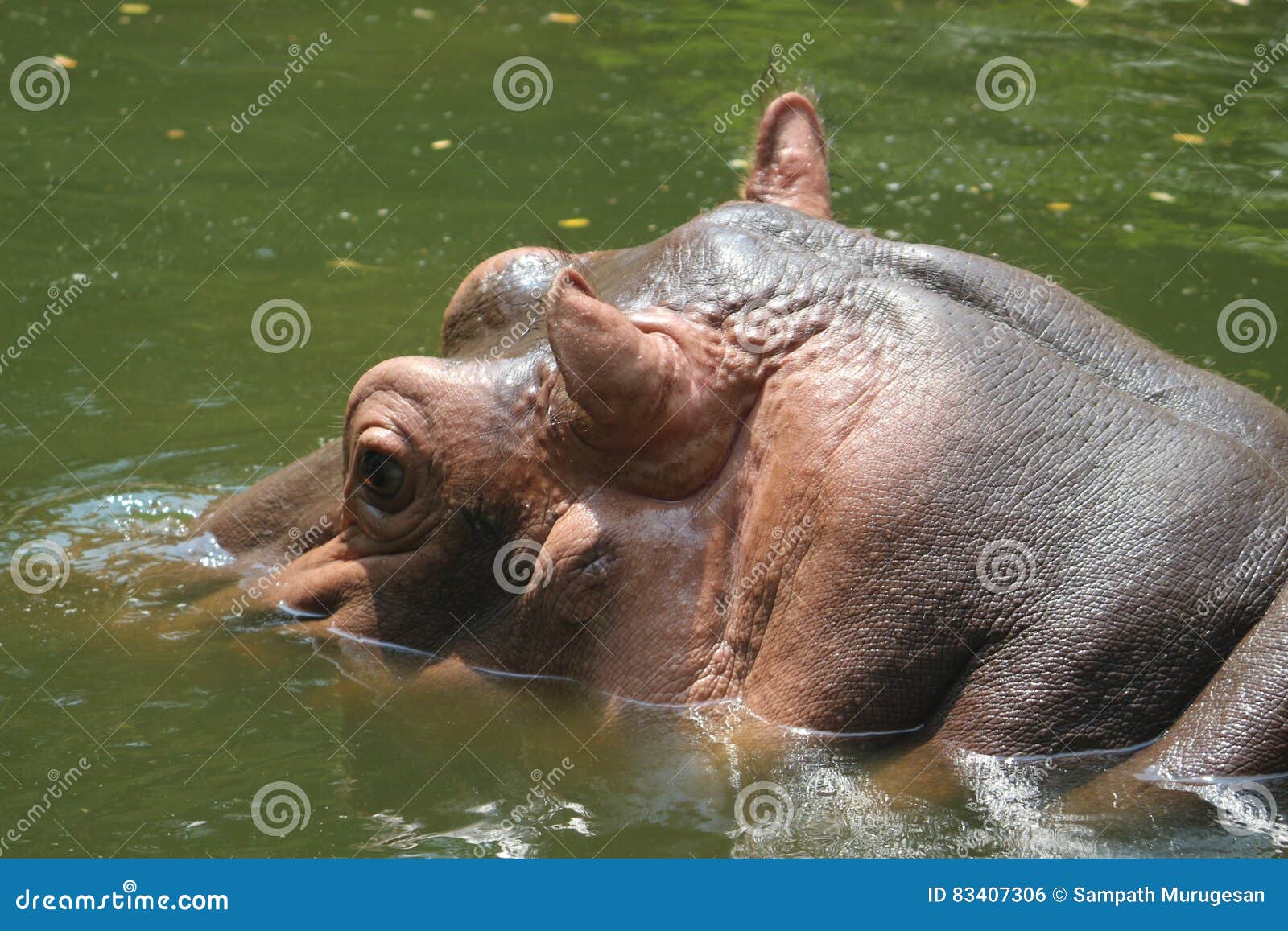 Hippopotamus Chilling Out in Pool Stock Photo - Image of color, nature ...