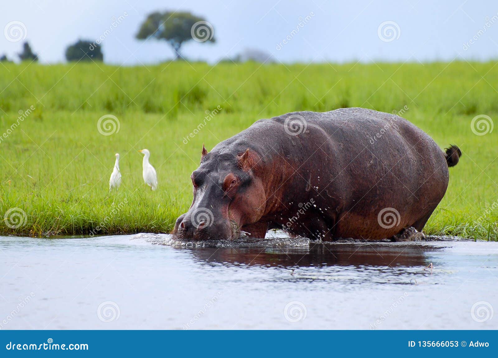 Hippopotamus stock image. Image of wildlife, hippopotamus - 135666053