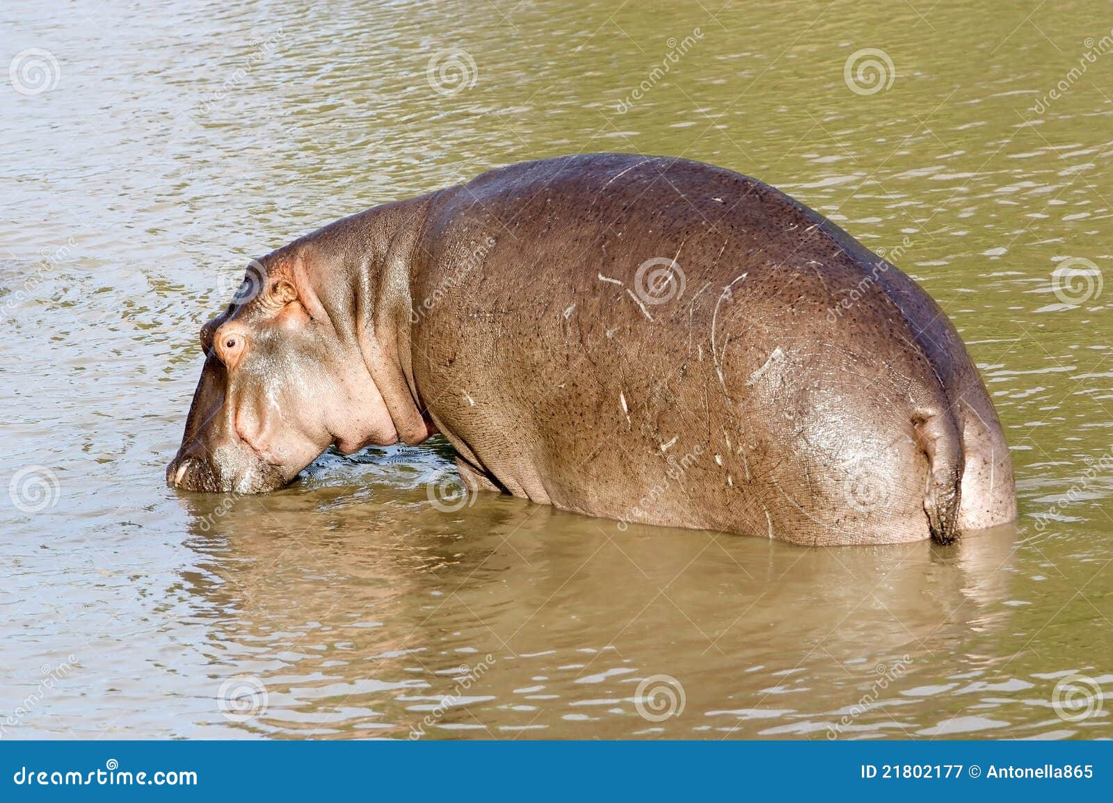 Hippopotamus Comum (amphibius Do Hippopotamus) Imagem de Stock - Imagem ...