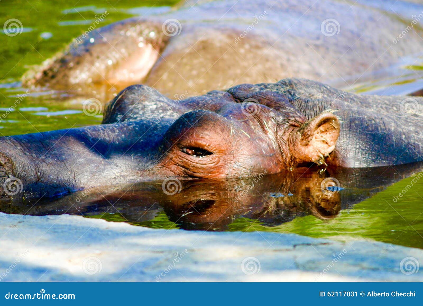 Hippopotamus curious stock image. Image of danger, sleeping - 62117031