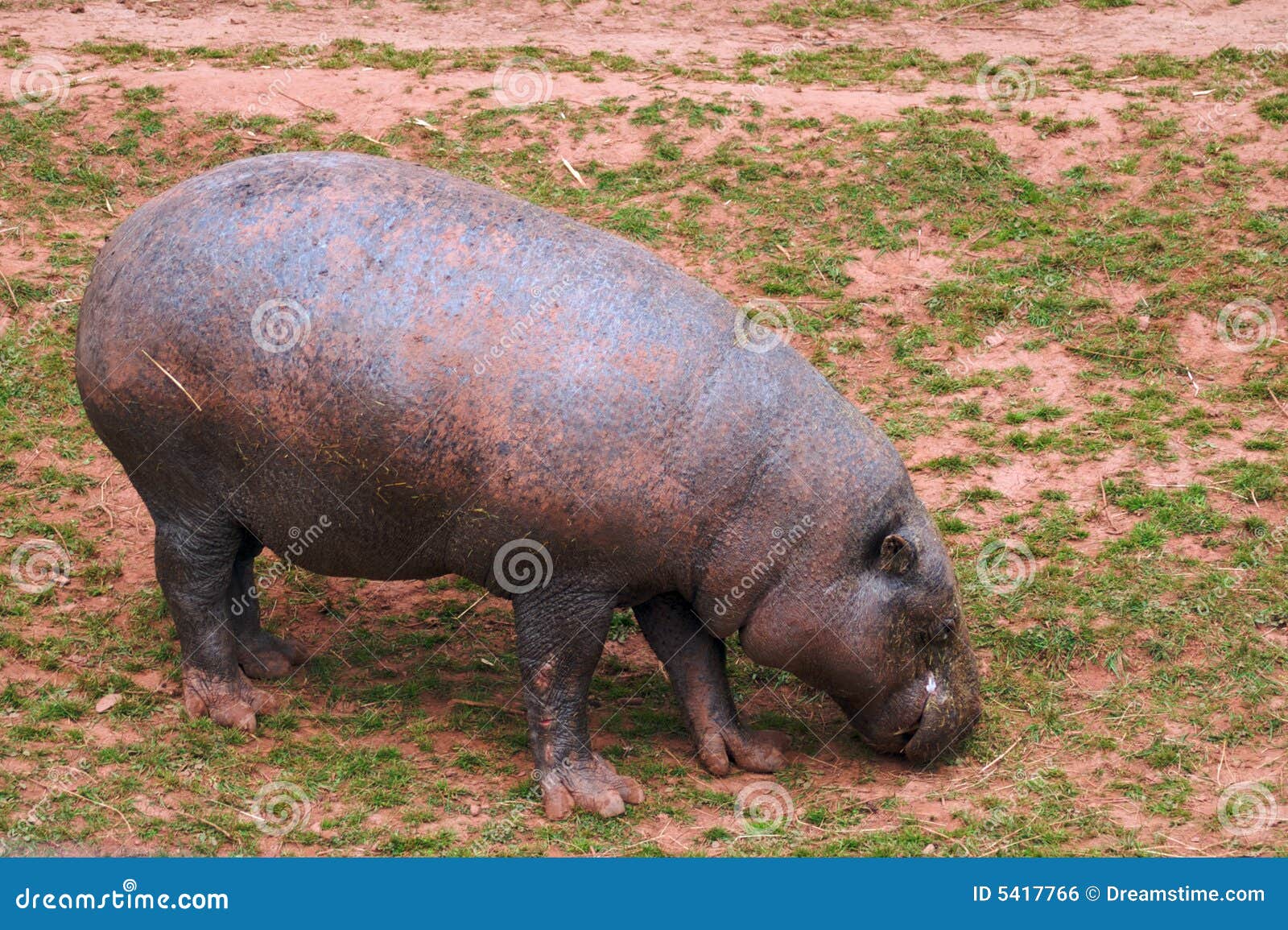 Hippopotamus do pigmeu foto de stock. Imagem de animal - 5417766