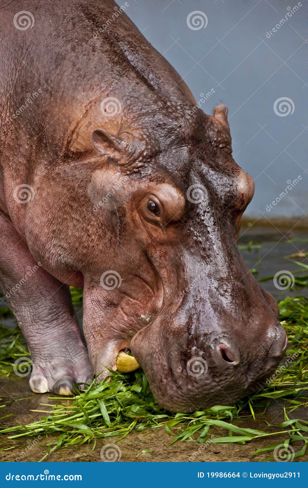 Hippopotamus Eating stock photo. Image of hippopotamus - 19986664