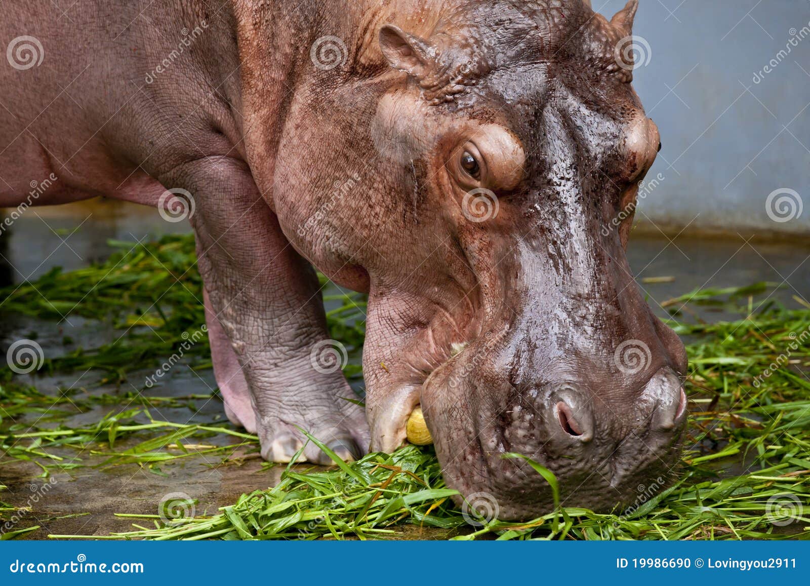 Hippopotamus Eating stock photo. Image of hippo, beauty - 19986690