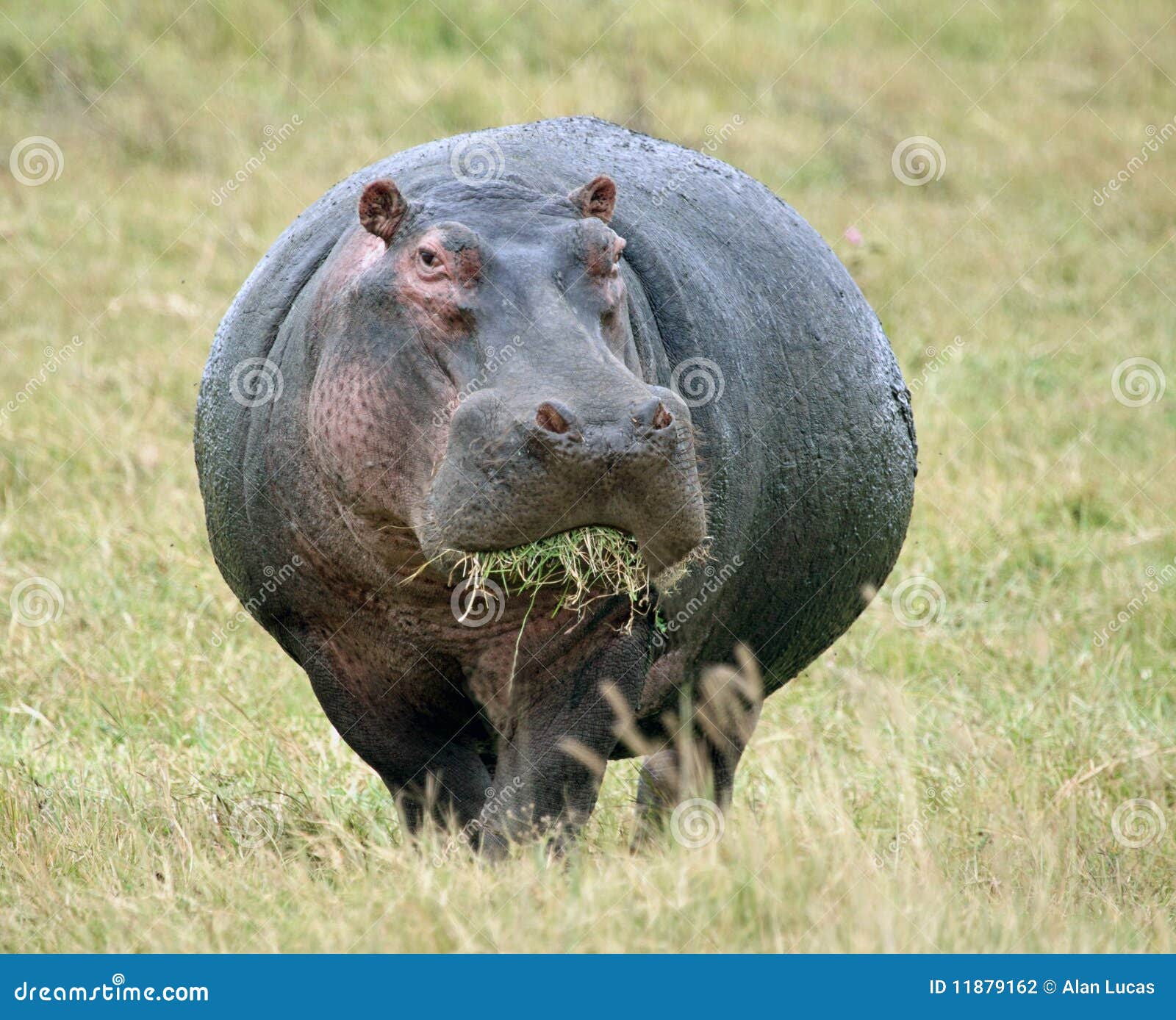 Hippopotamus Eating Grass Stock Photography - Image: 11879162