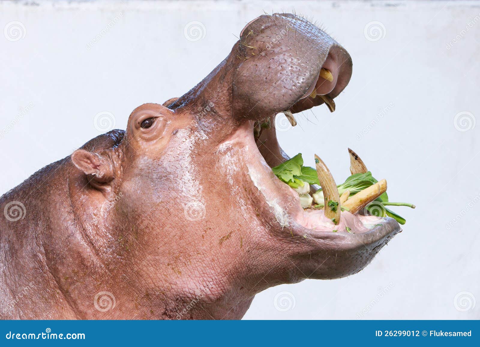 Hippopotamus Eating Vegetable In A Zoo Stock Photography - Image: 26299012