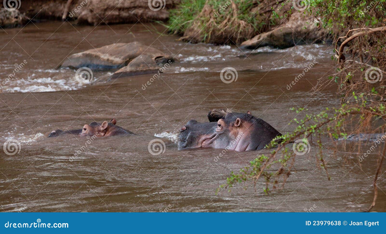 Hippopotamus Enjoying ItÂ´s Bath Stock Photo - Image of mammals ...