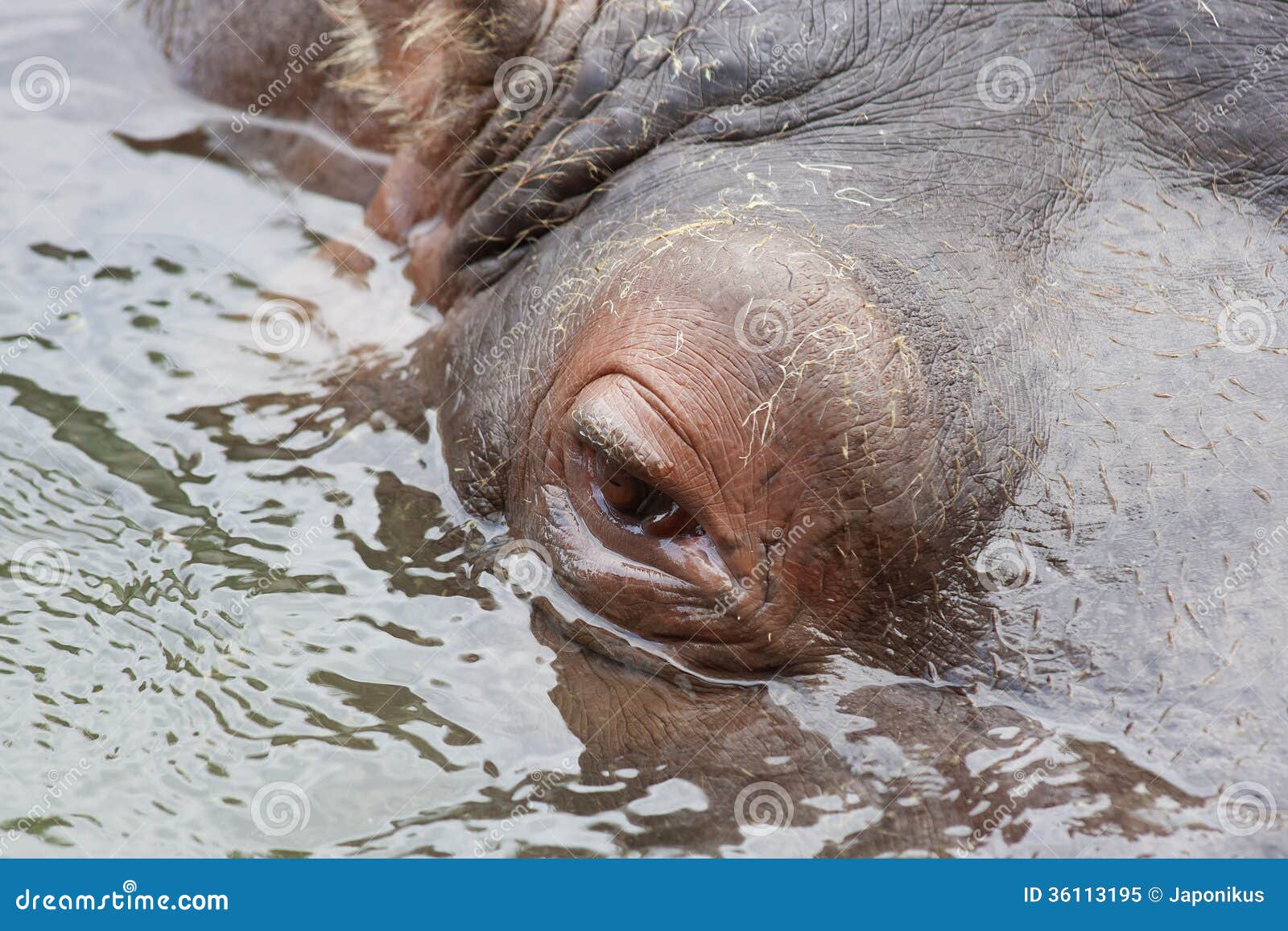 Hippopotamus eye stock image. Image of large, making - 36113195